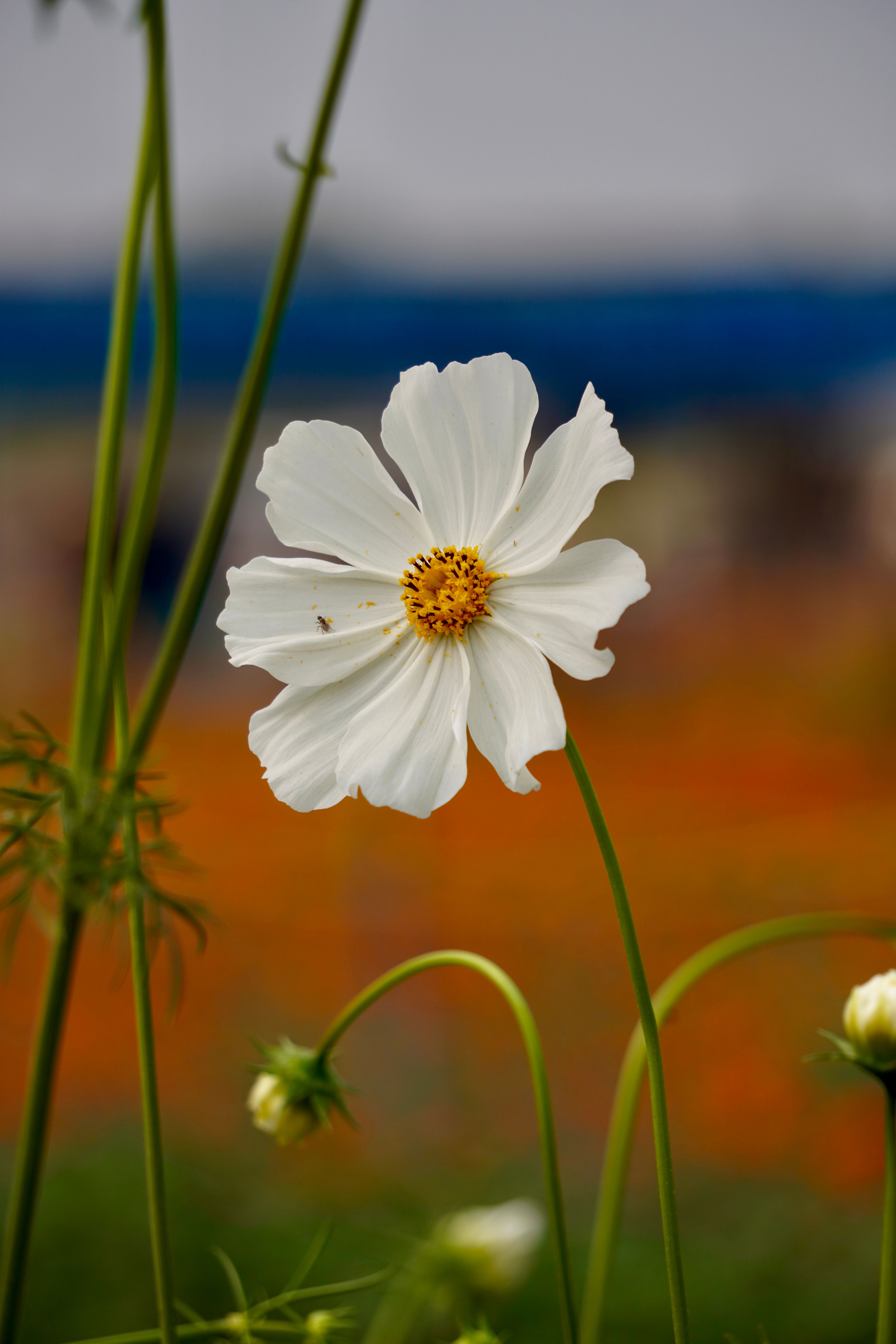 Close-up of White Cosmos Flower in Bloom · Free Stock Photo