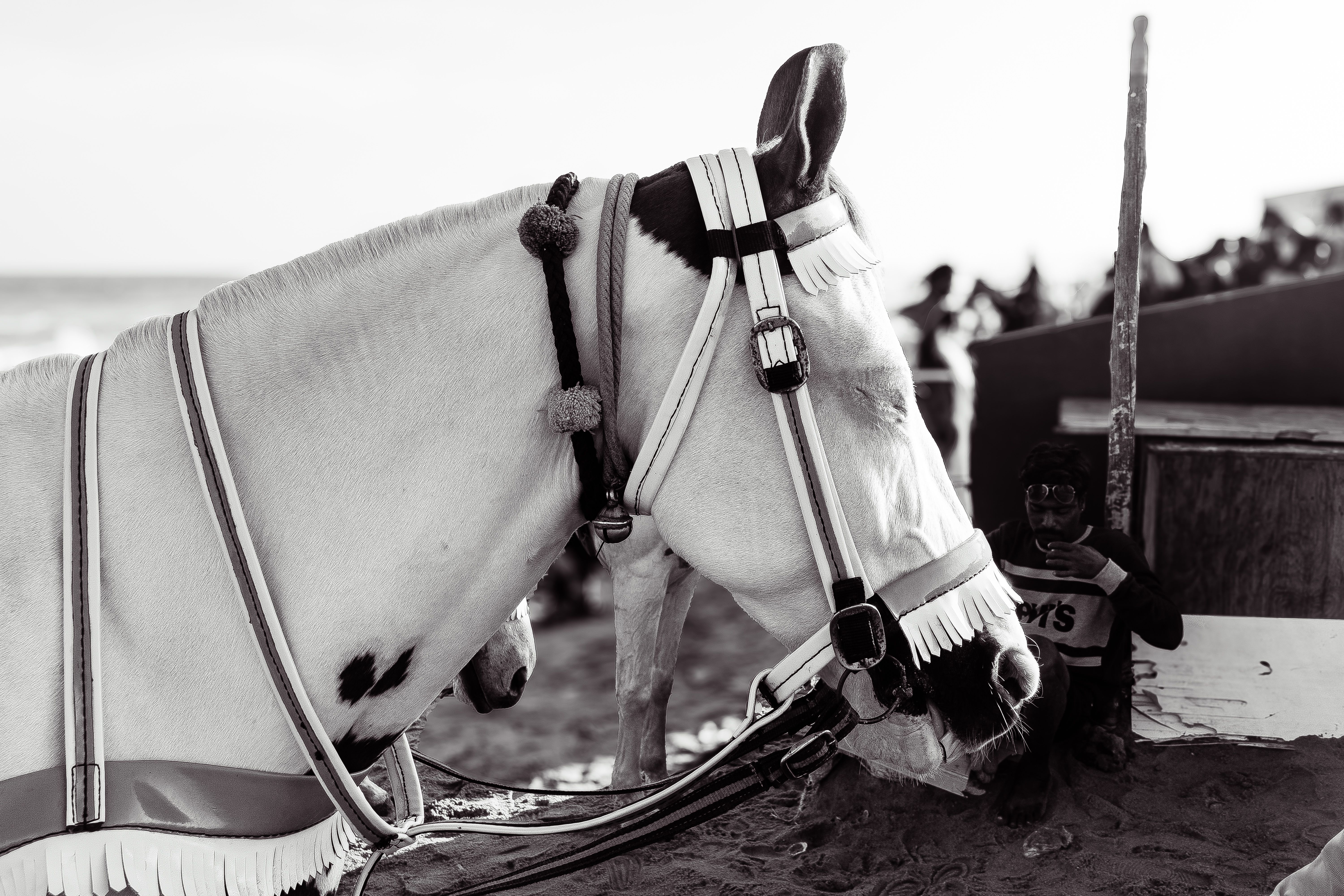 Decorated Horse by the Beach in Mahabalipuram · Free Stock Photo