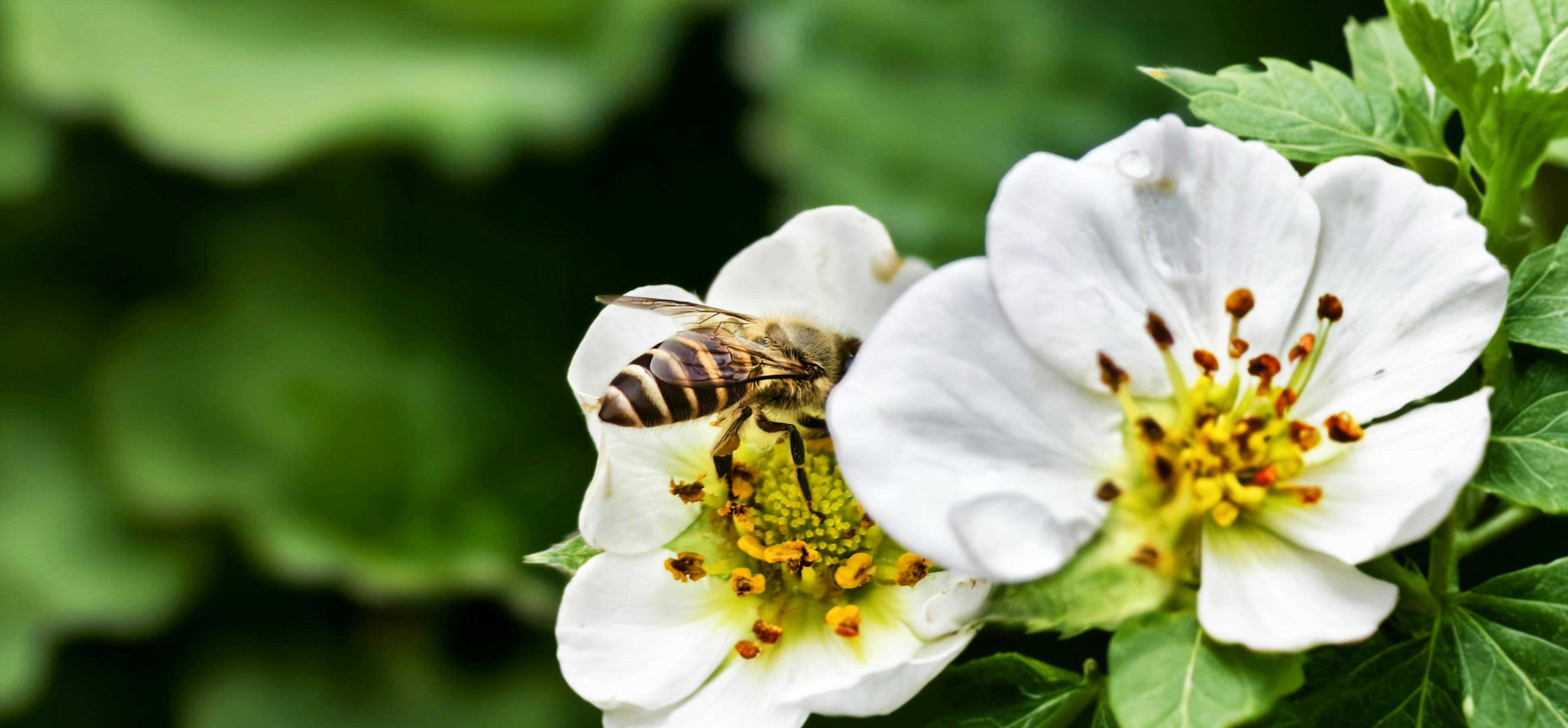 Bee Pollinating White Strawberry Blossoms · Free Stock Photo