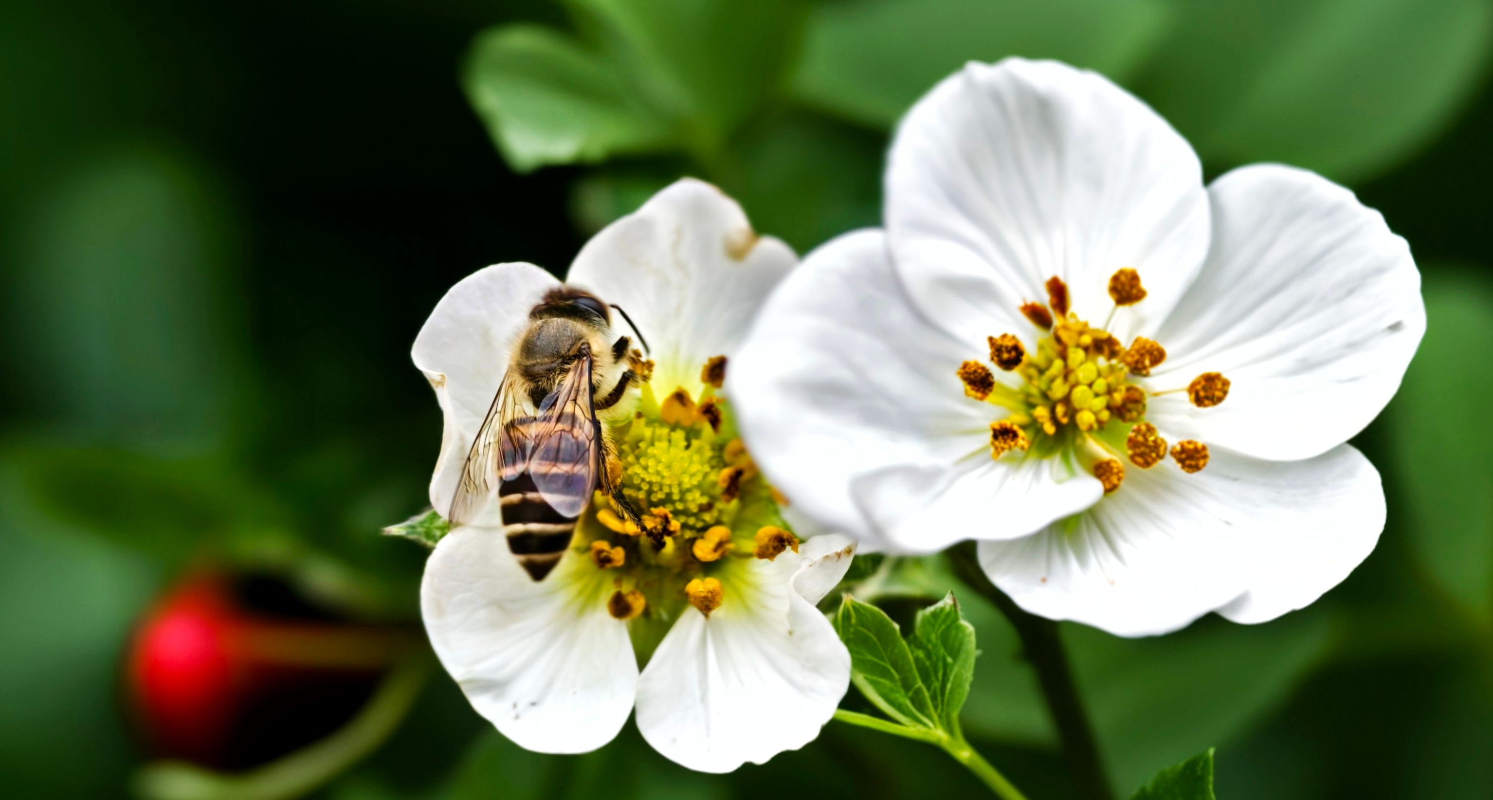 Bee Pollinating White Flowers in Nature · Free Stock Photo