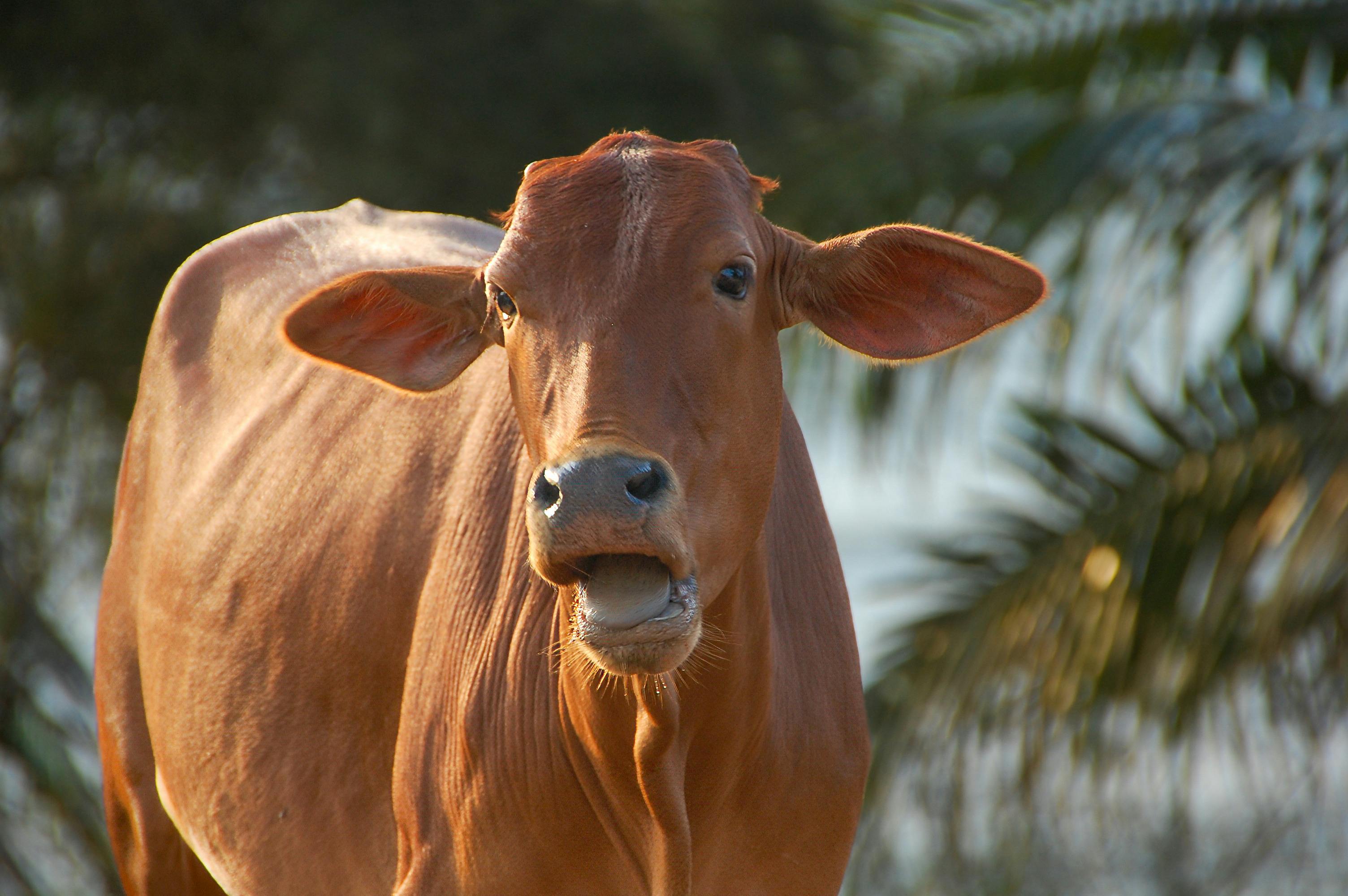 Asian Cow Photos, Download The BEST Free Asian Cow Stock Photos & HD Images