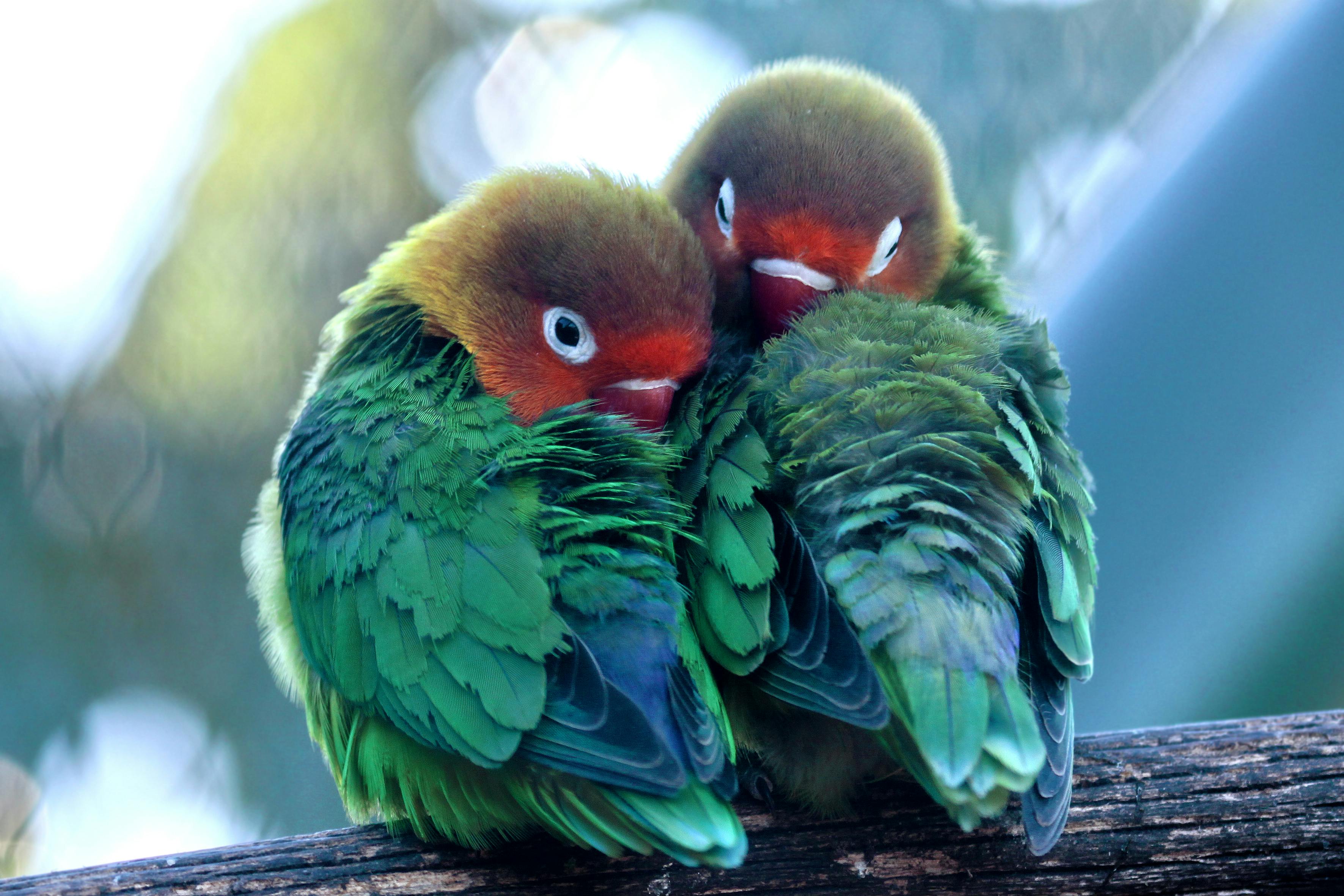 Pair of Colorful Lovebirds in Gentle Embrace · Free Stock Photo