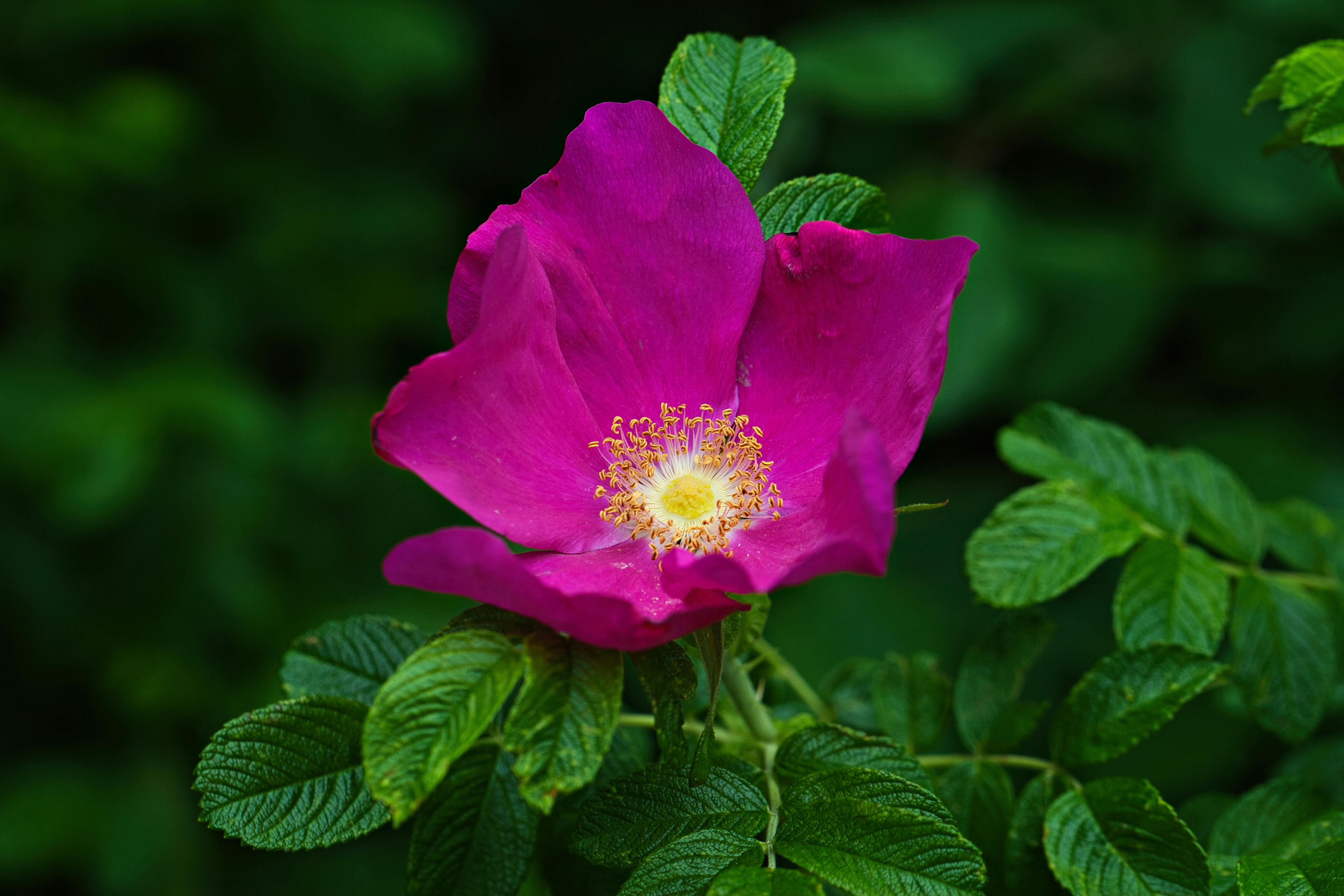 Rosa Rugosa Photos, Download The BEST Free Rosa Rugosa Stock Photos ...