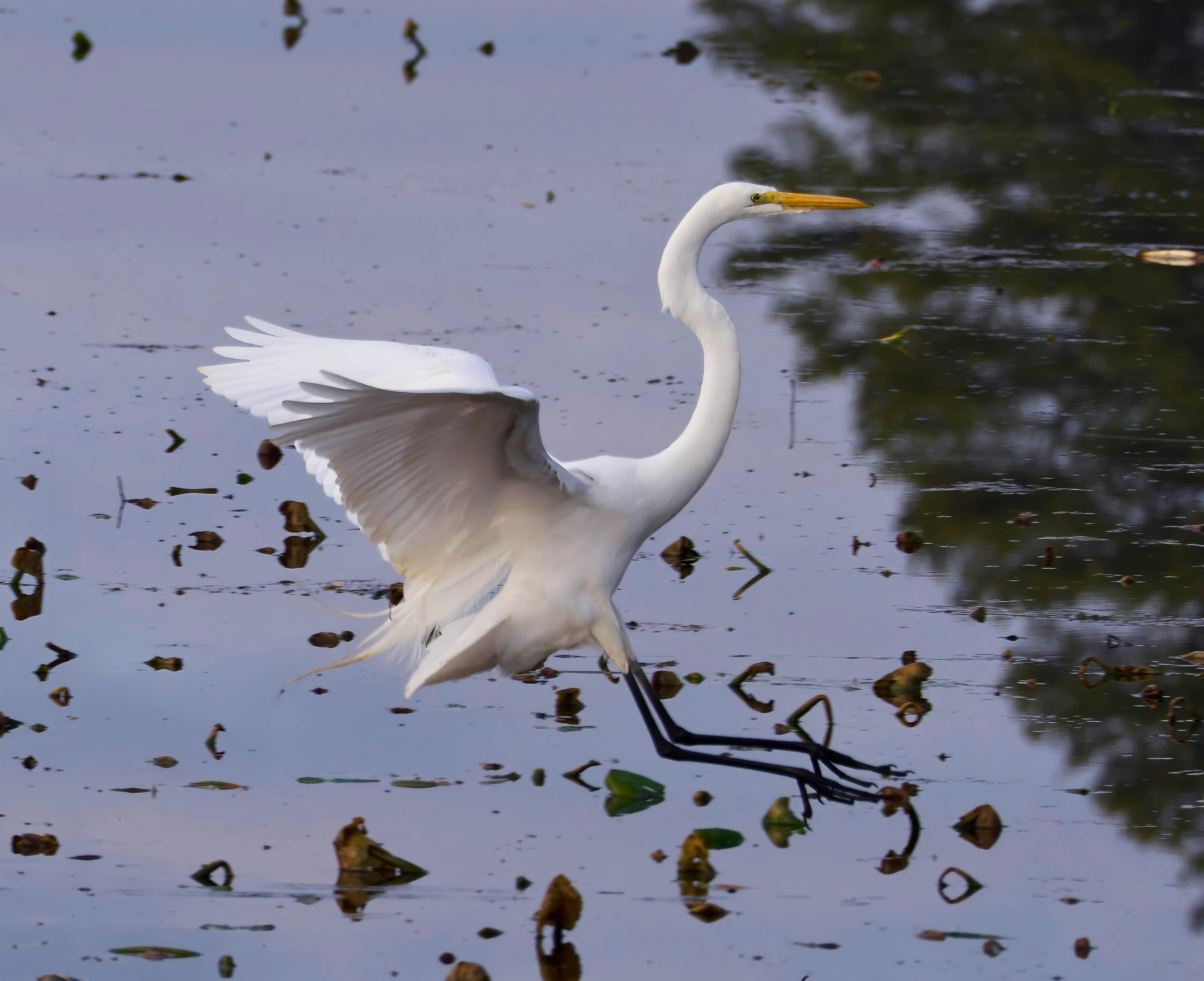 Great Egret Landing in Decatur Wetlands · Free Stock Photo