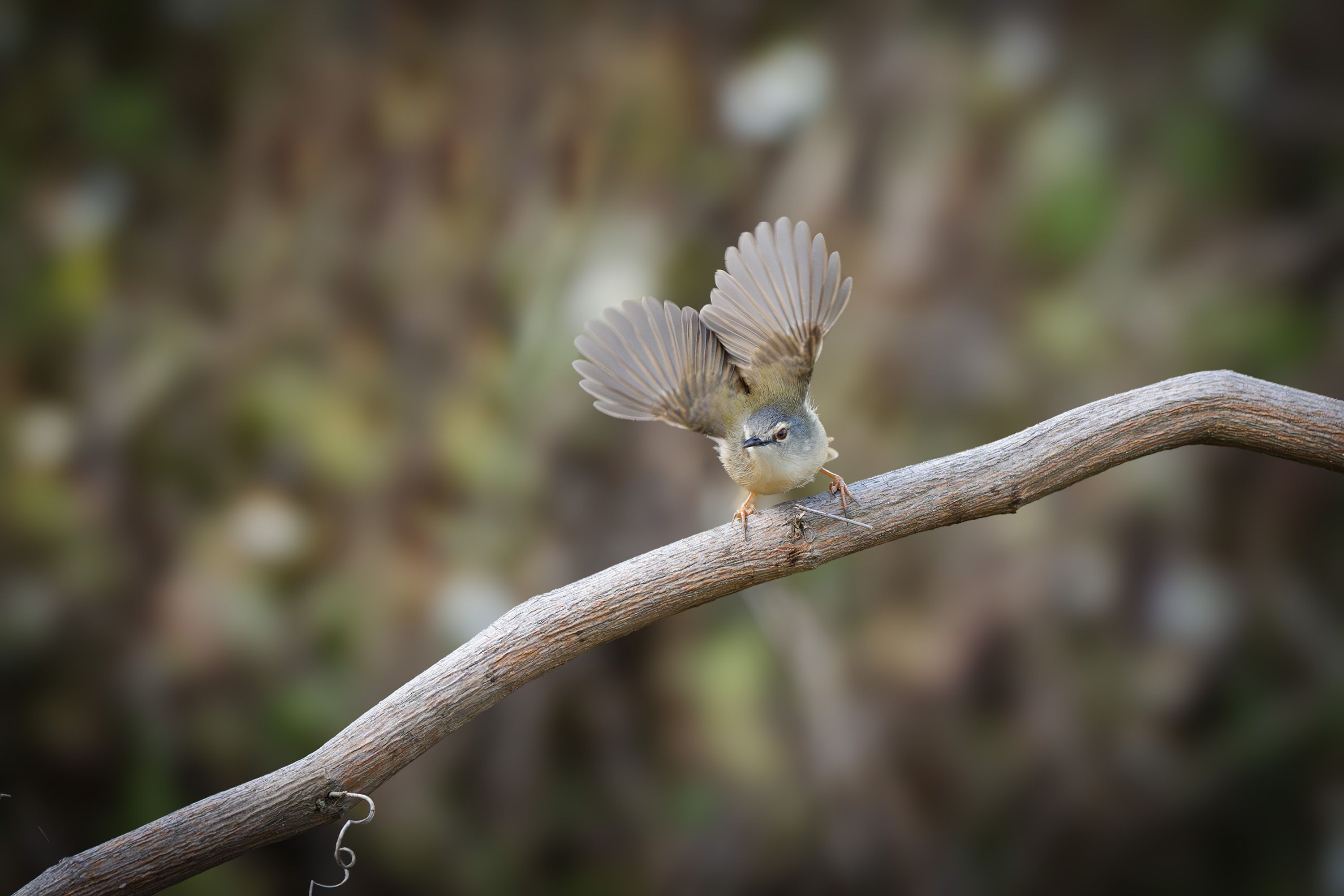 Small Bird Perching on Branch with Open Wings · Free Stock Photo