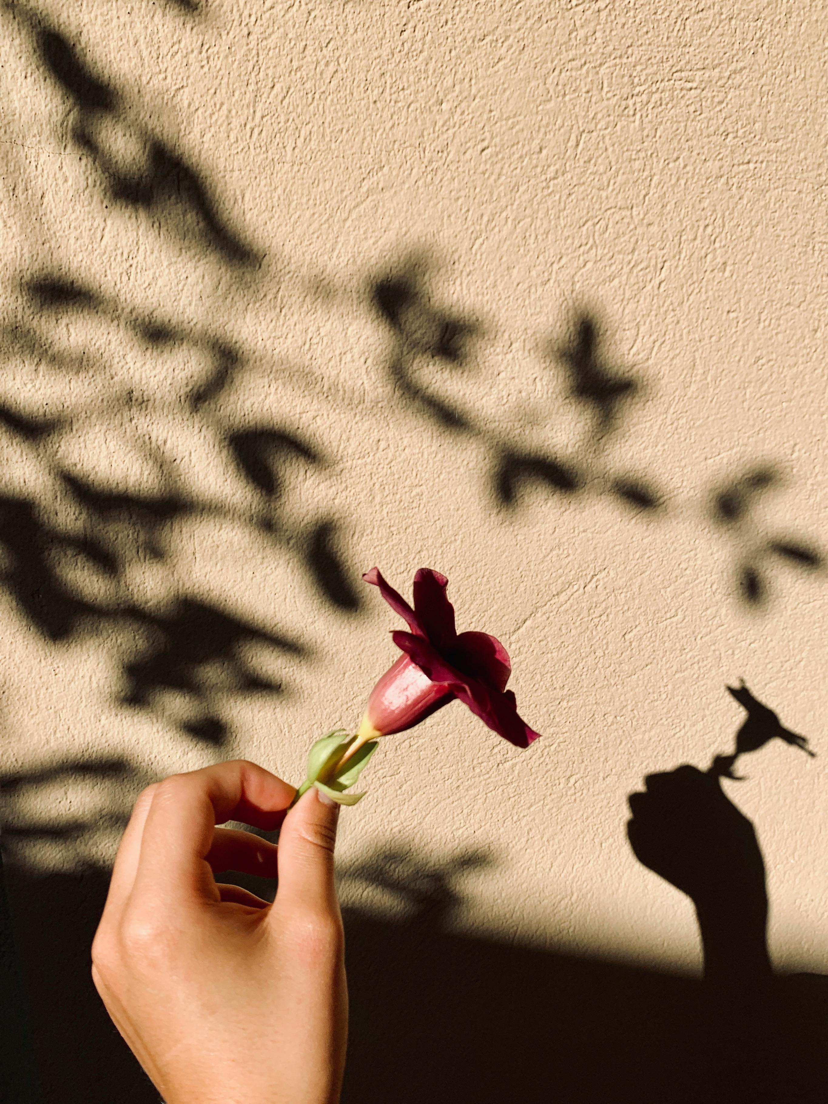 Asta Anatomiei Photos, Download The BEST Free Asta Anatomiei Stock ...