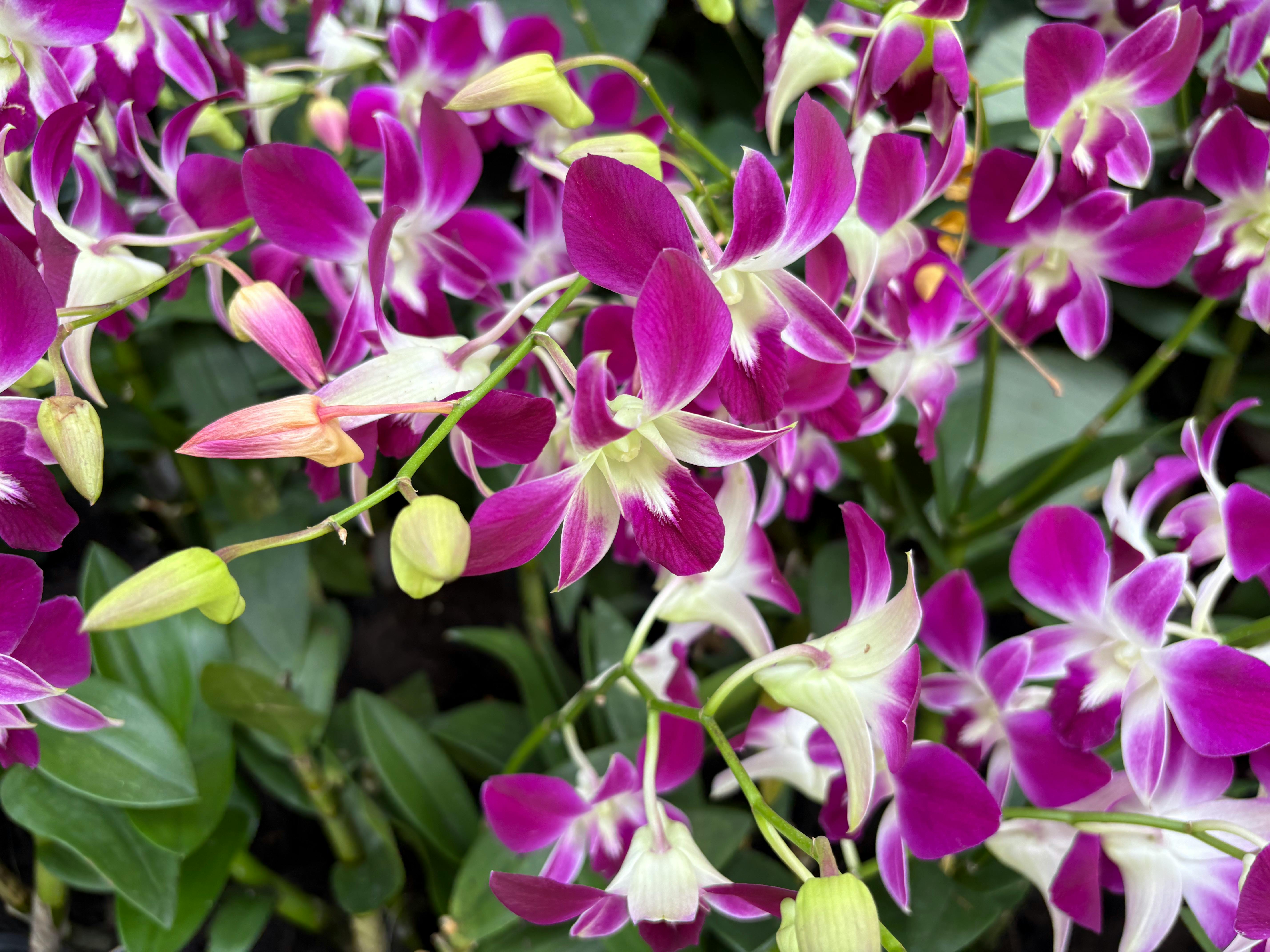 Vibrant Purple Orchids at Singapore Botanic Garden · Free Stock Photo