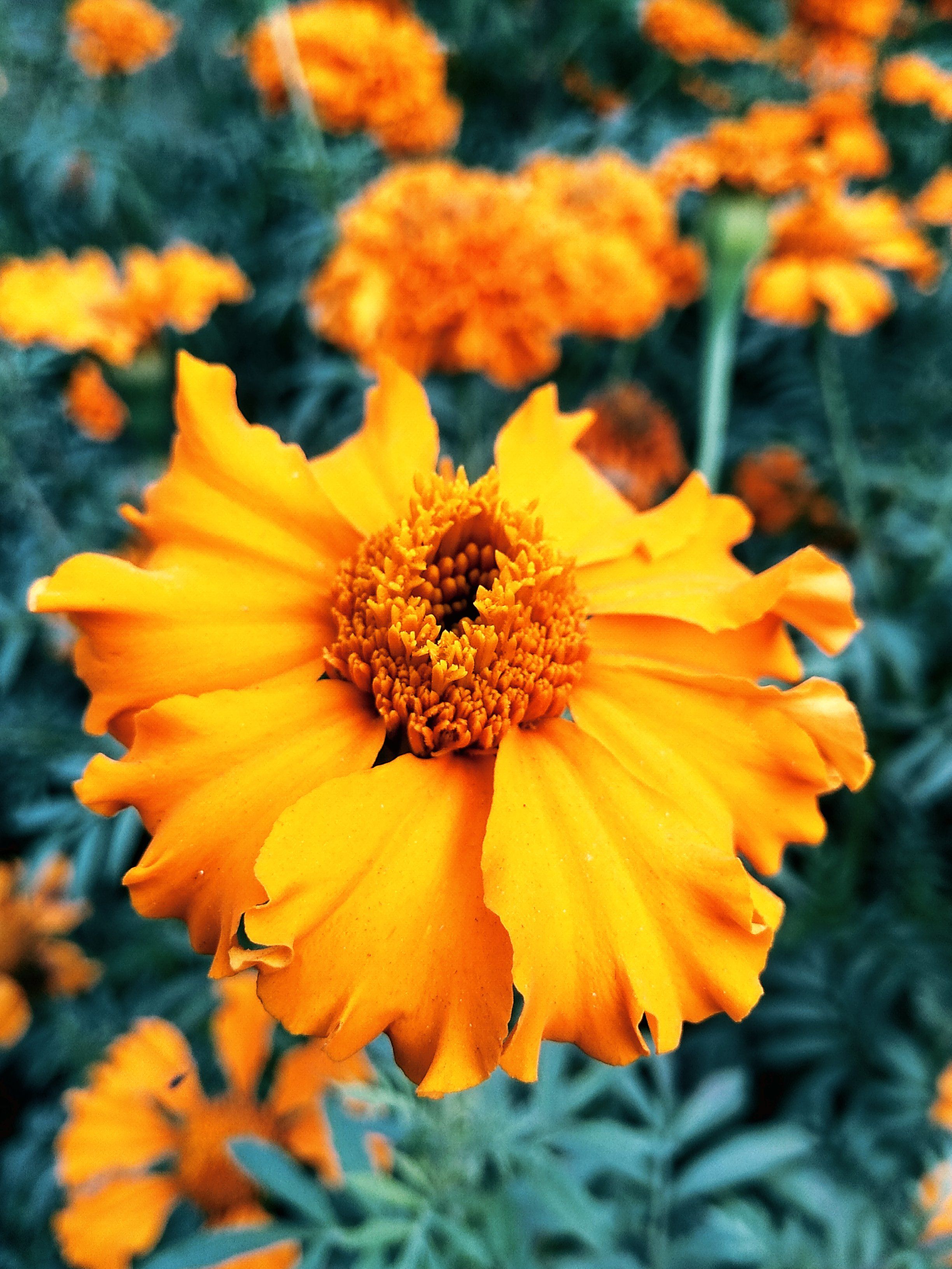 Zoomed Flowers Photos, Download The BEST Free Zoomed Flowers Stock ...