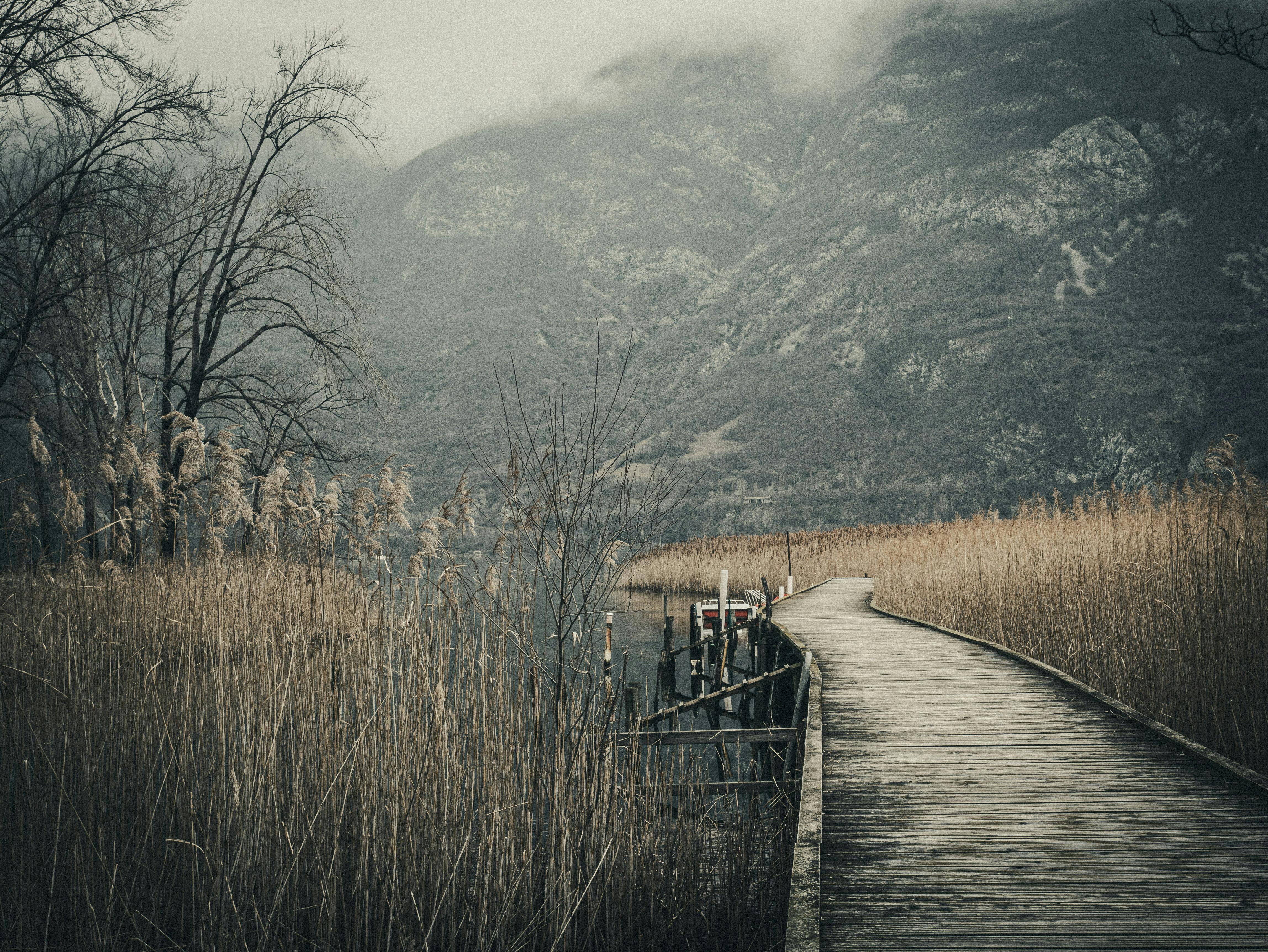 Scenic Boardwalk Through Italian Marshlands · Free Stock Photo