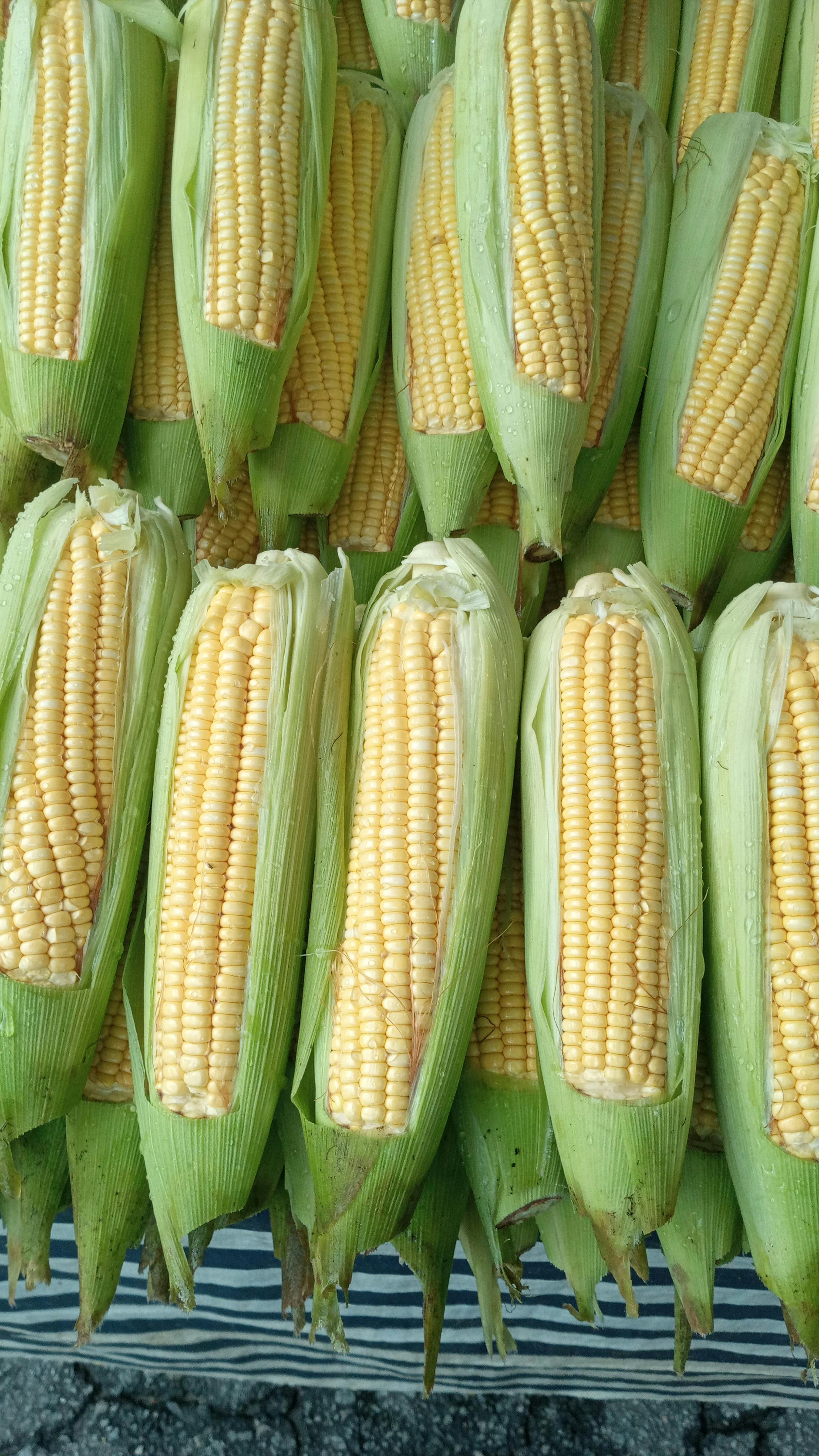 Freshly Harvested Sweet Corn on Display · Free Stock Photo