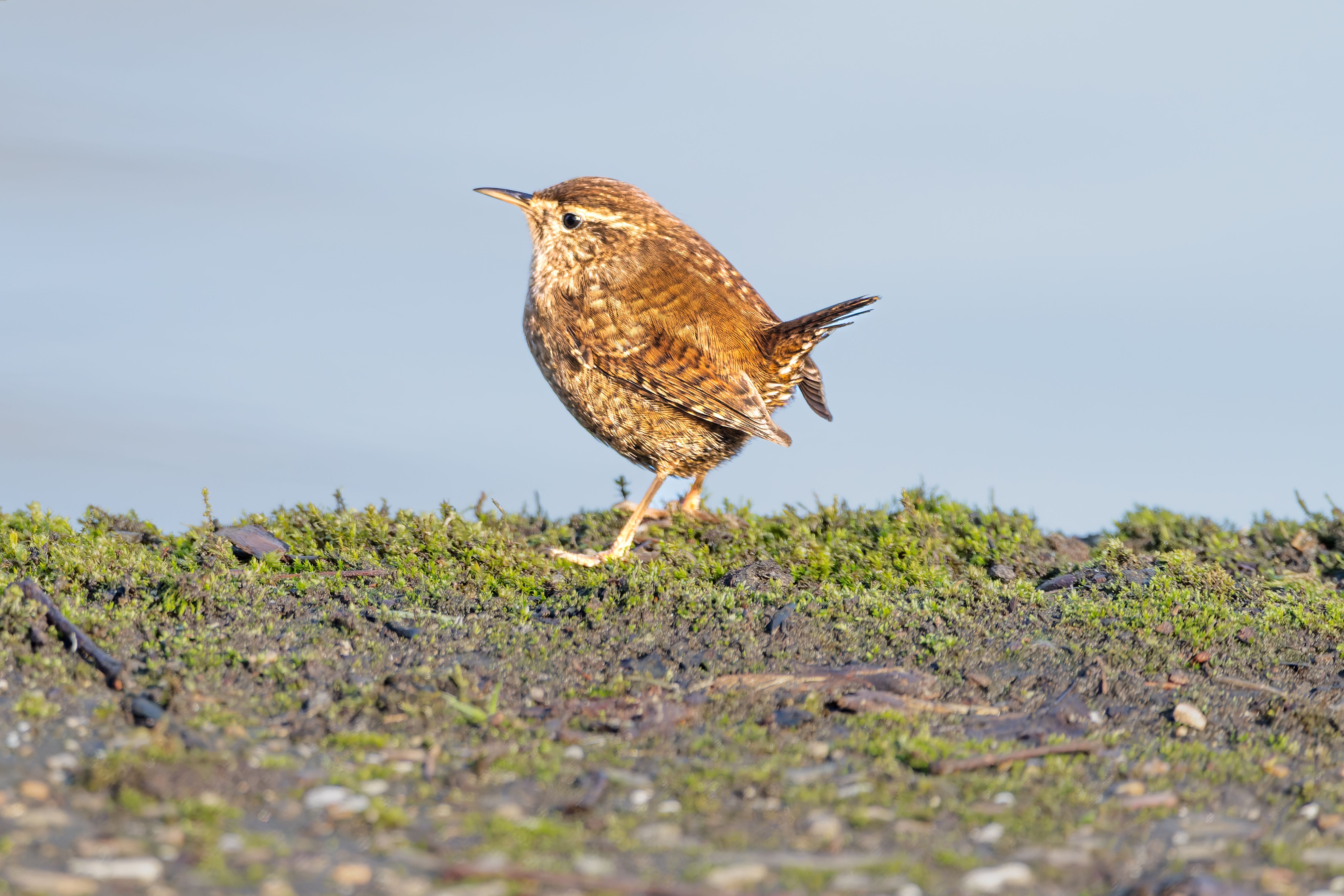 Close-up of a Wren on Mossy Ground in Winter · Free Stock Photo