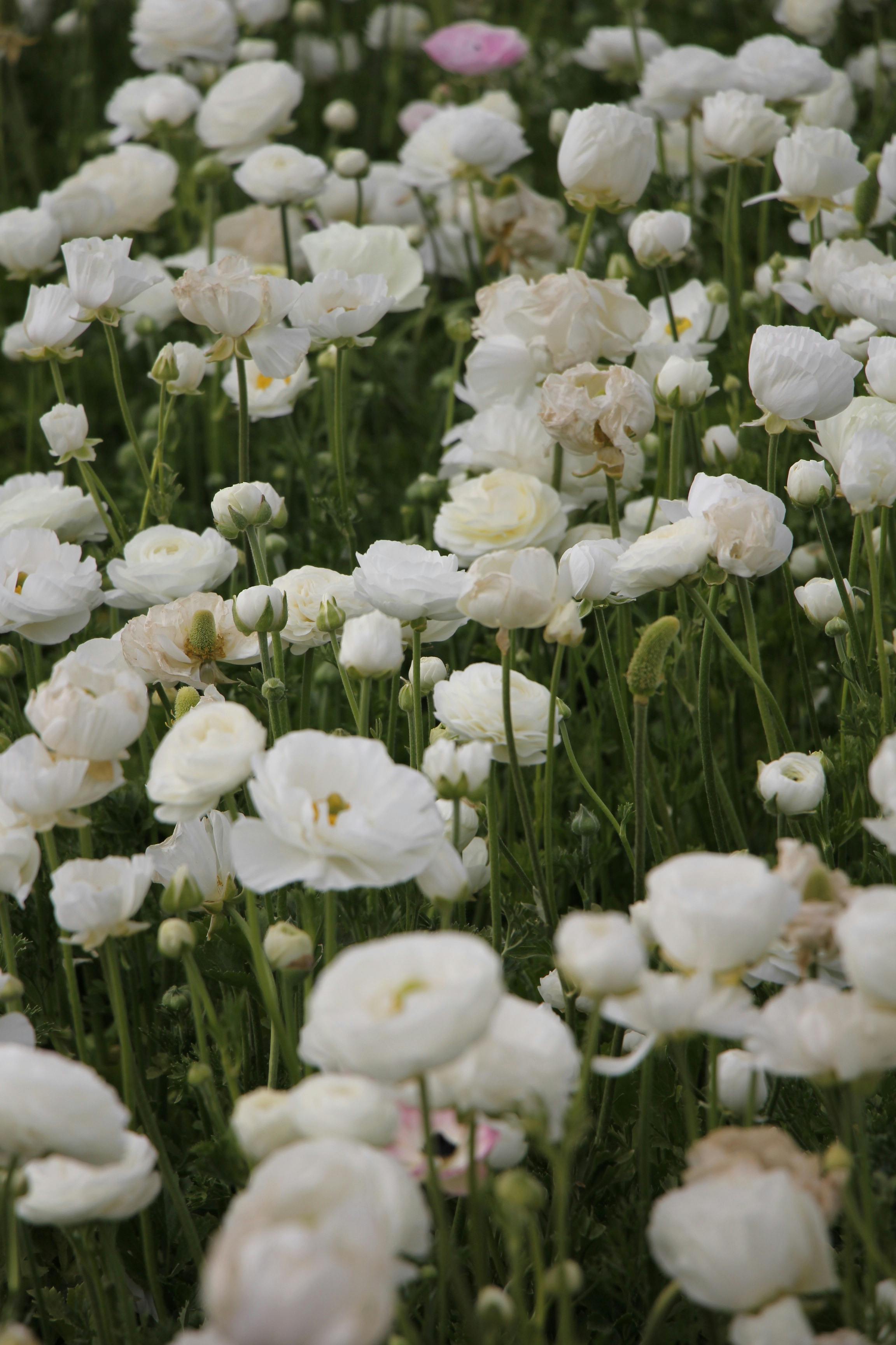 Beautiful White Ranunculus in Bloom at Carlsbad · Free Stock Photo