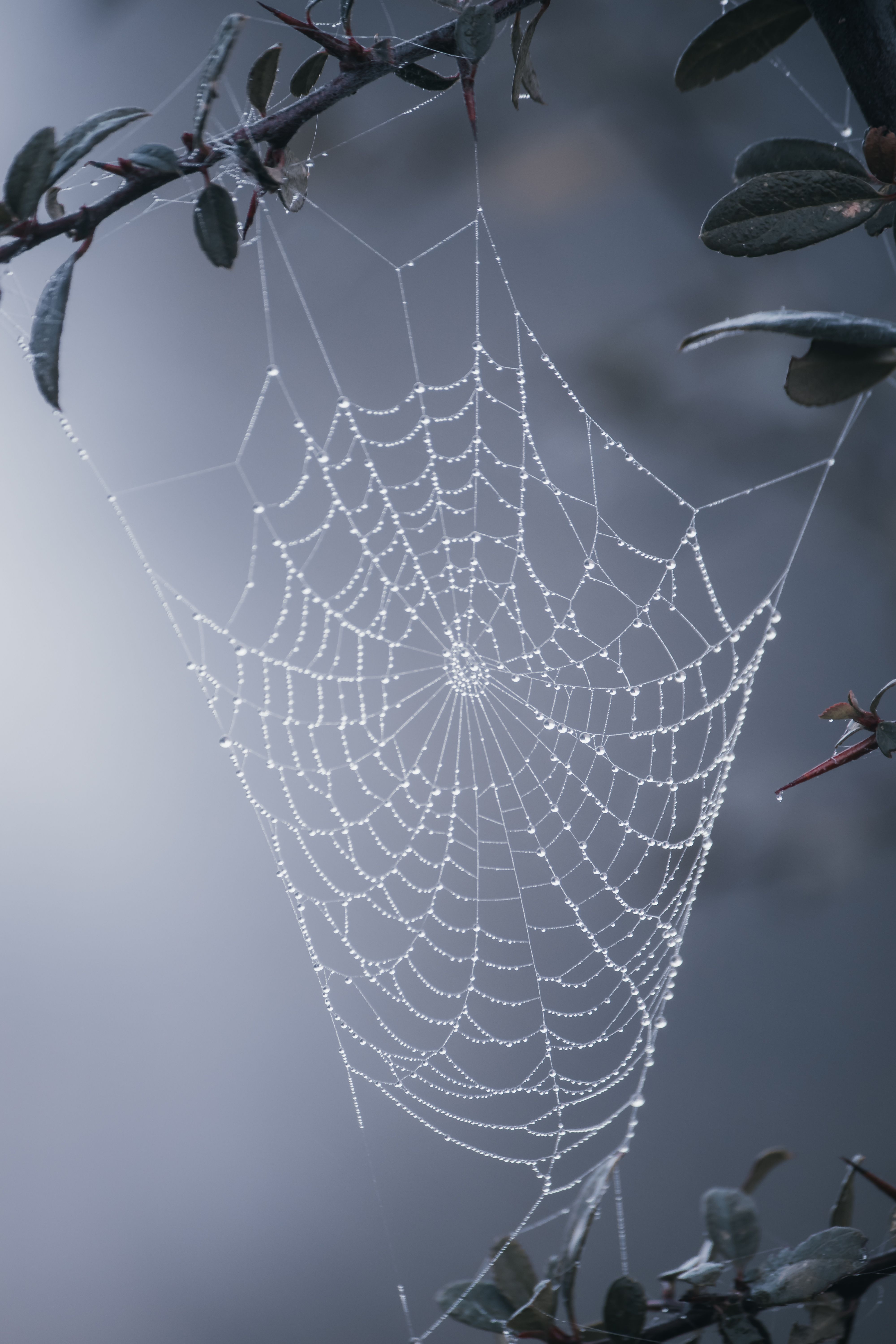 Dew-covered Spider Web in Gelibolu, Türkiye · Free Stock Photo