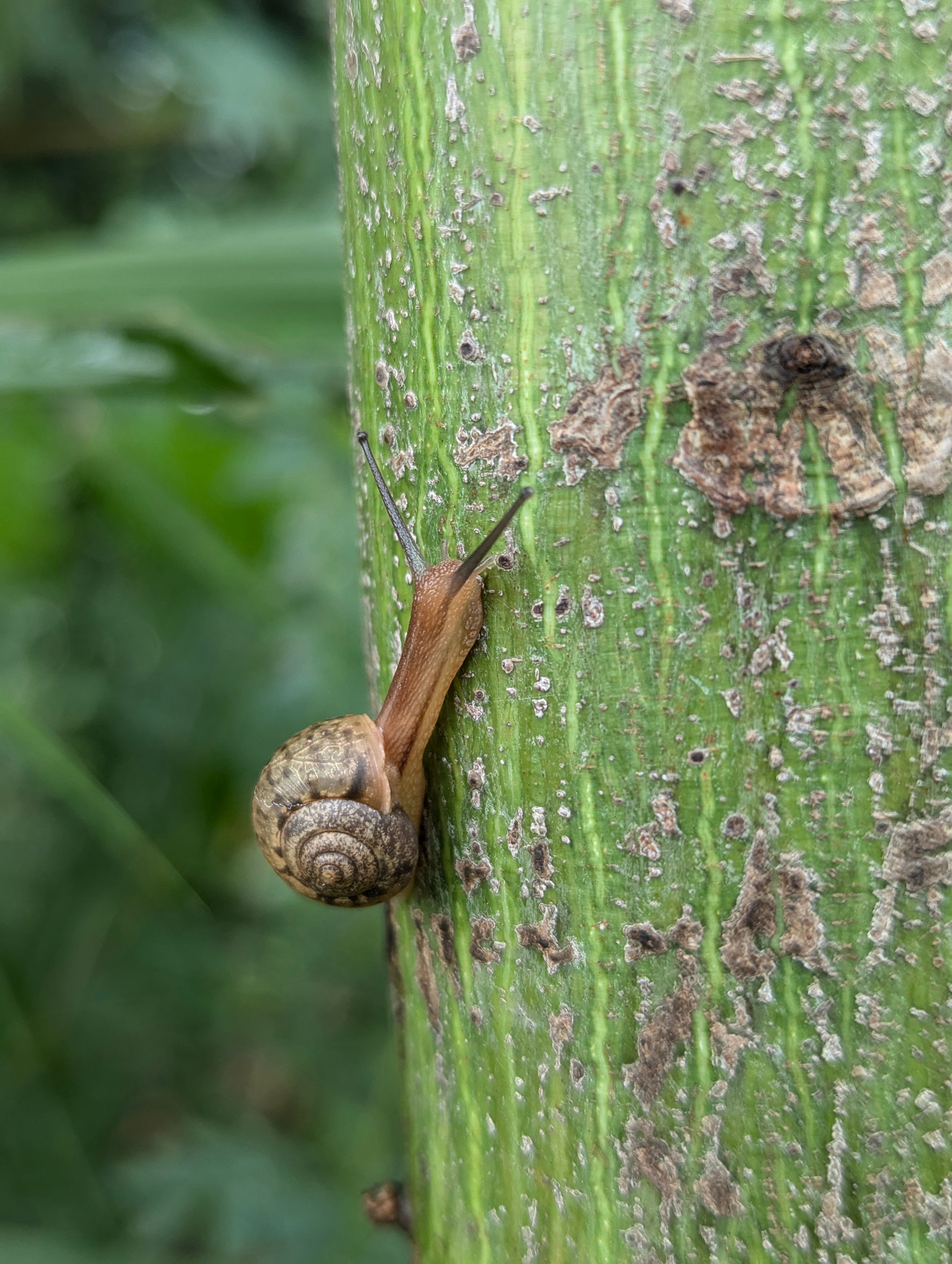 Tropical Gastropods Photos, Download The BEST Free Tropical Gastropods ...