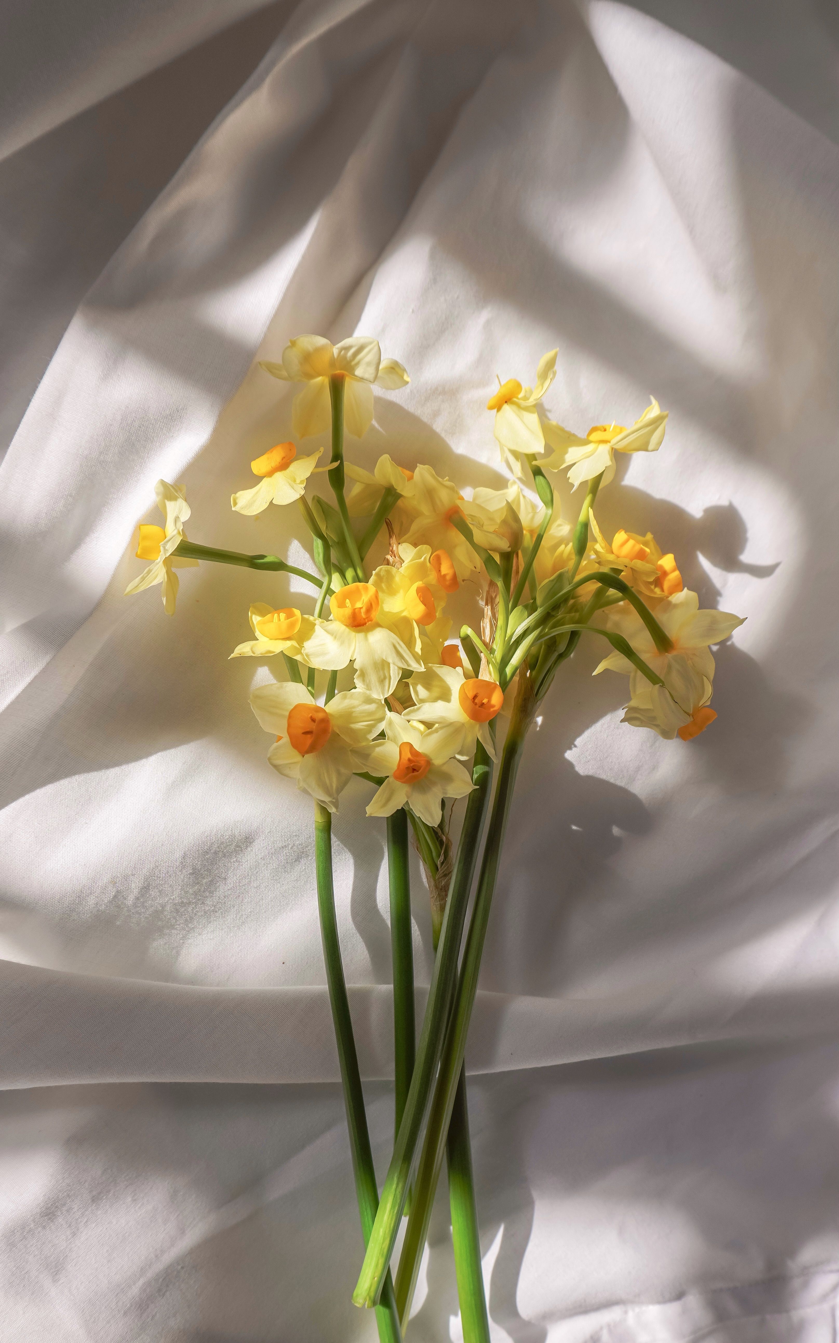 Elegant Spring Bouquet of Narcissus Flowers · Free Stock Photo