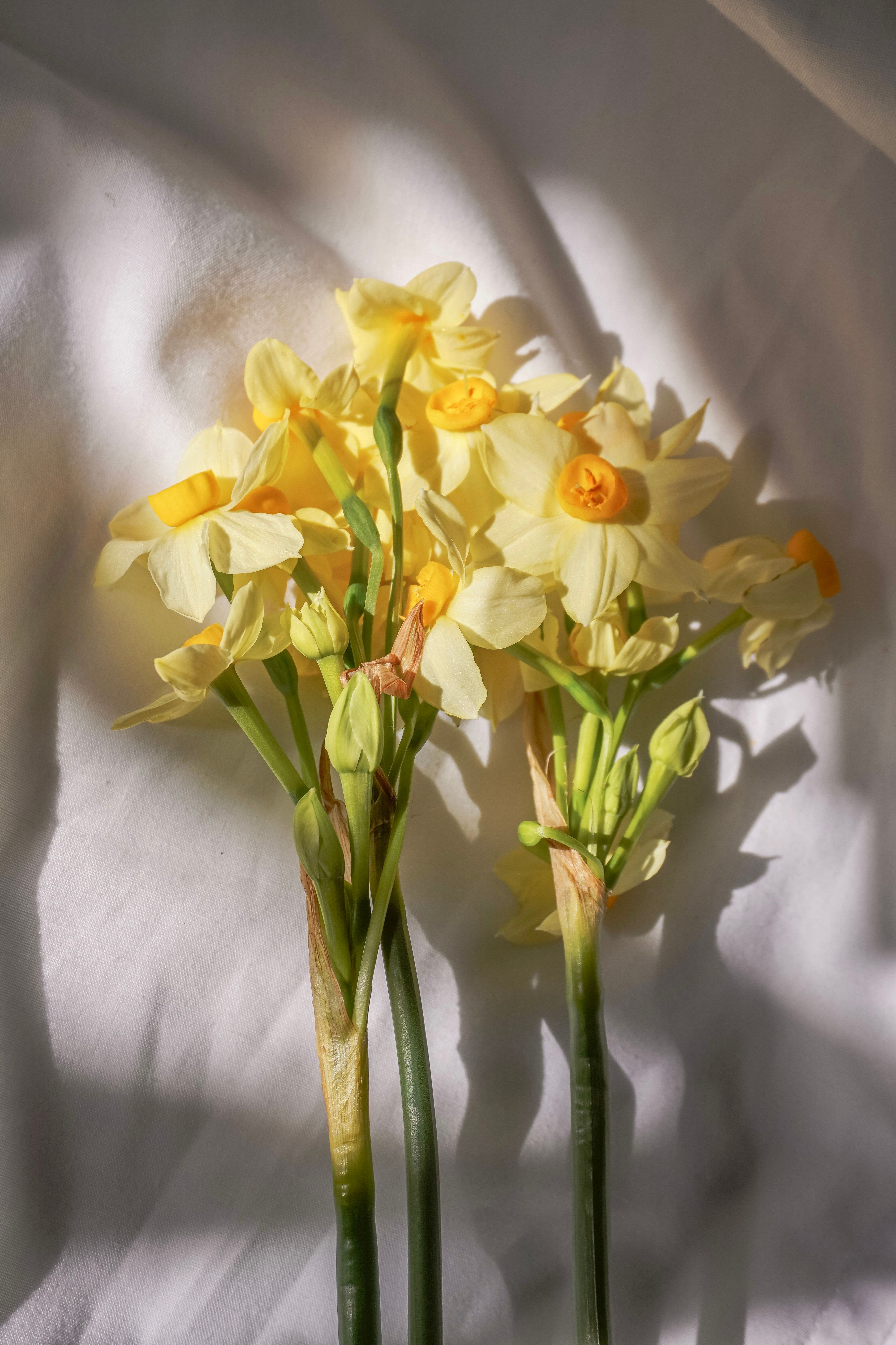 Elegant Daffodil Bouquet on Soft Fabric · Free Stock Photo