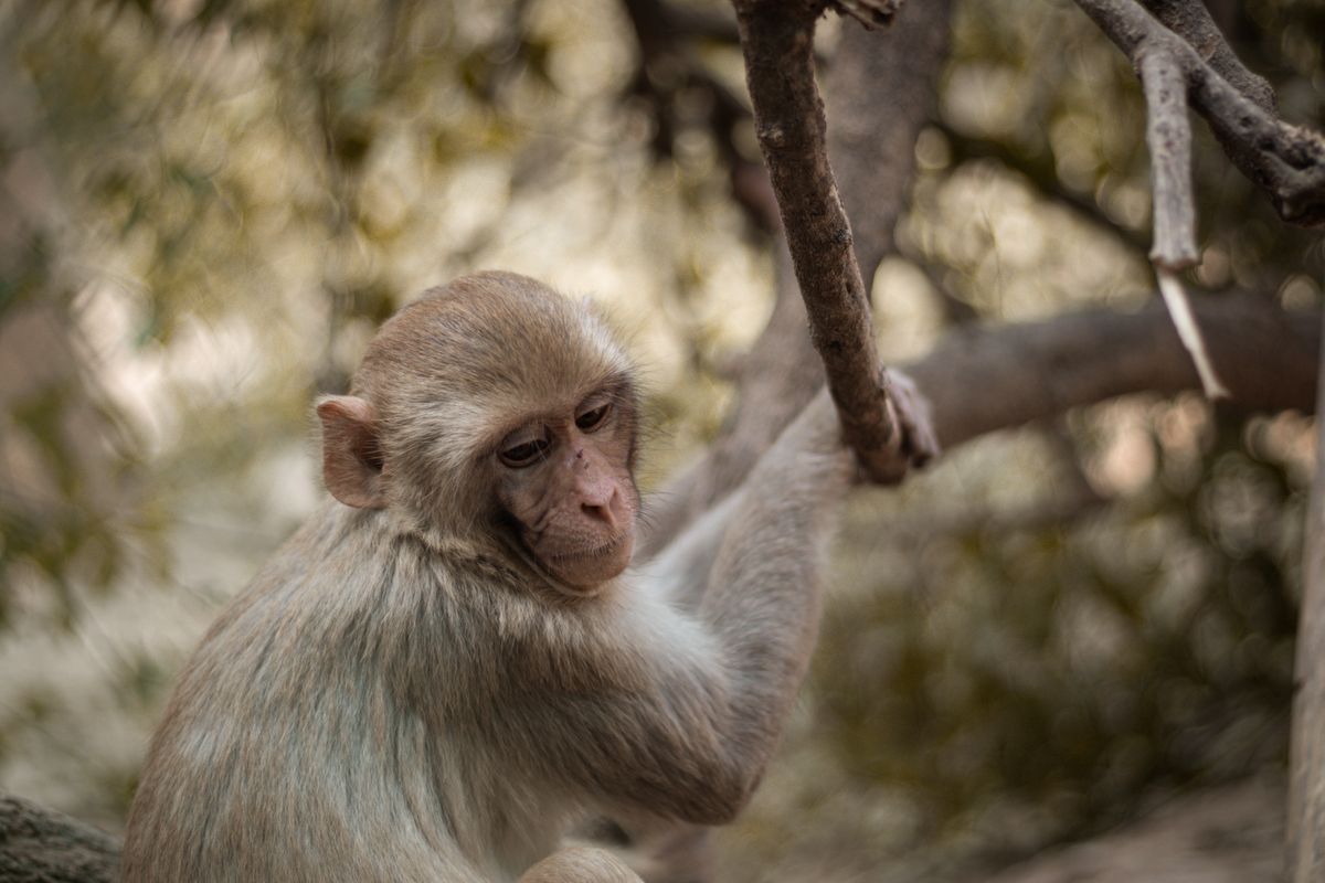 Goofy Monkey Photos, Download The BEST Free Goofy Monkey Stock Photos ...