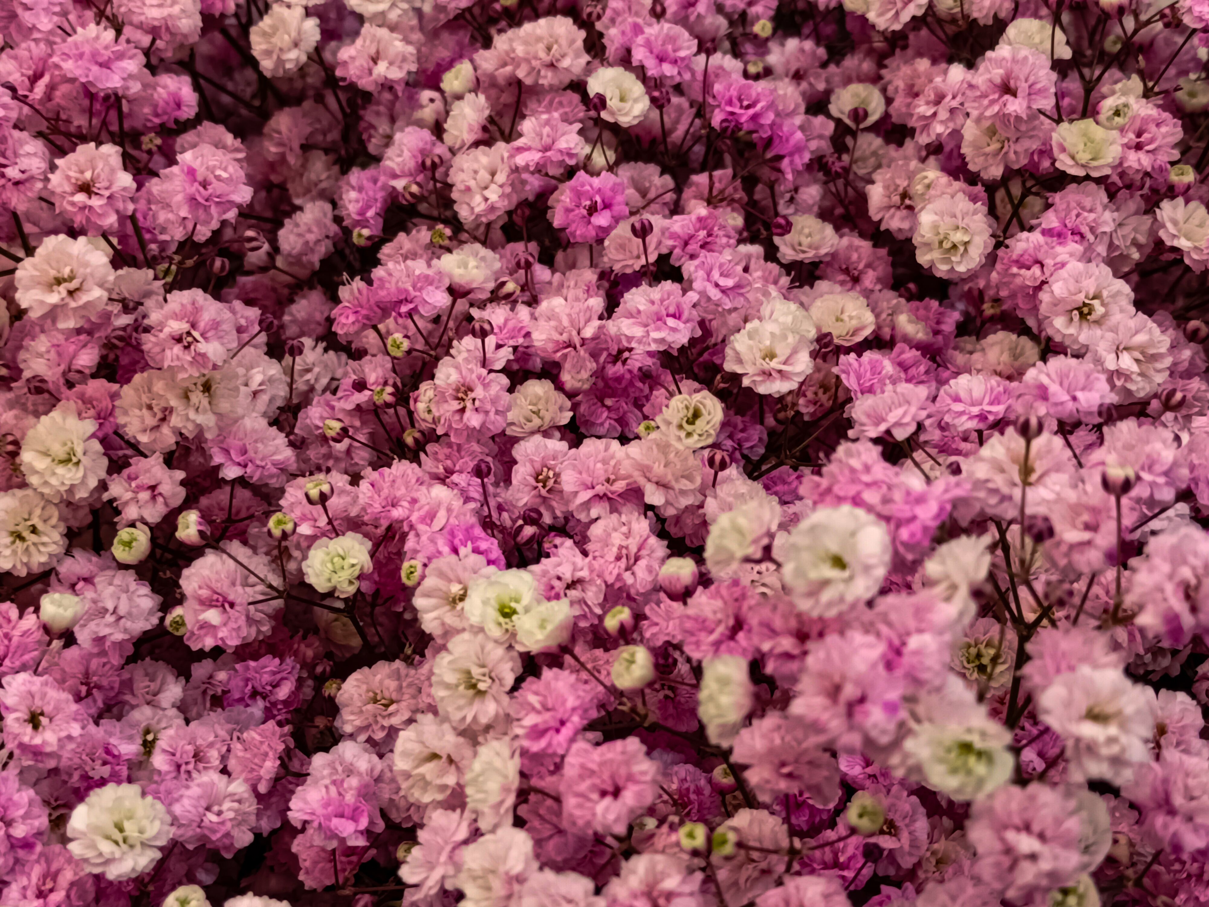 Close-up of Vibrant Pink Gypsophila Flowers · Free Stock Photo