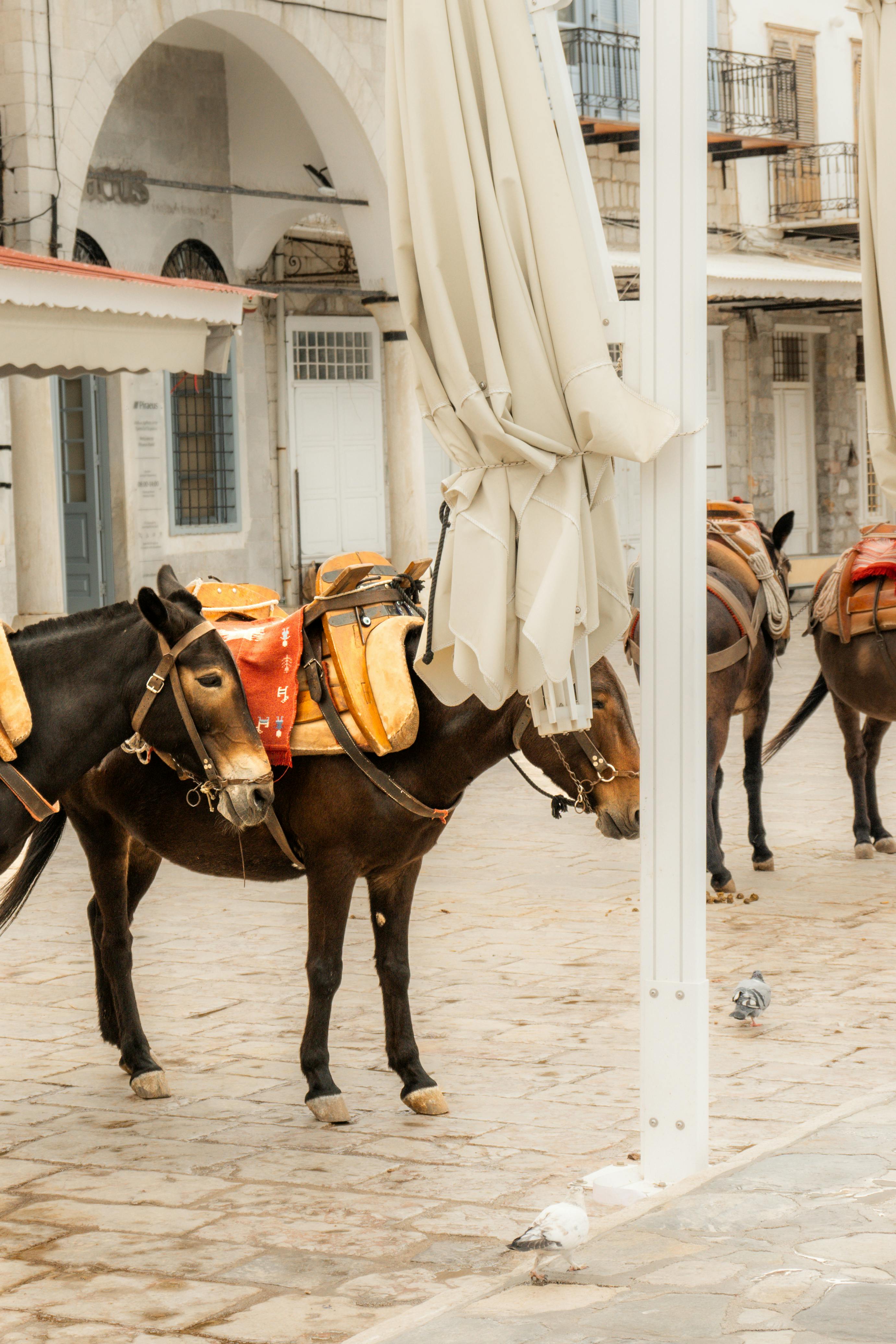 Donkeys in Hydra Town Square, Greece · Free Stock Photo