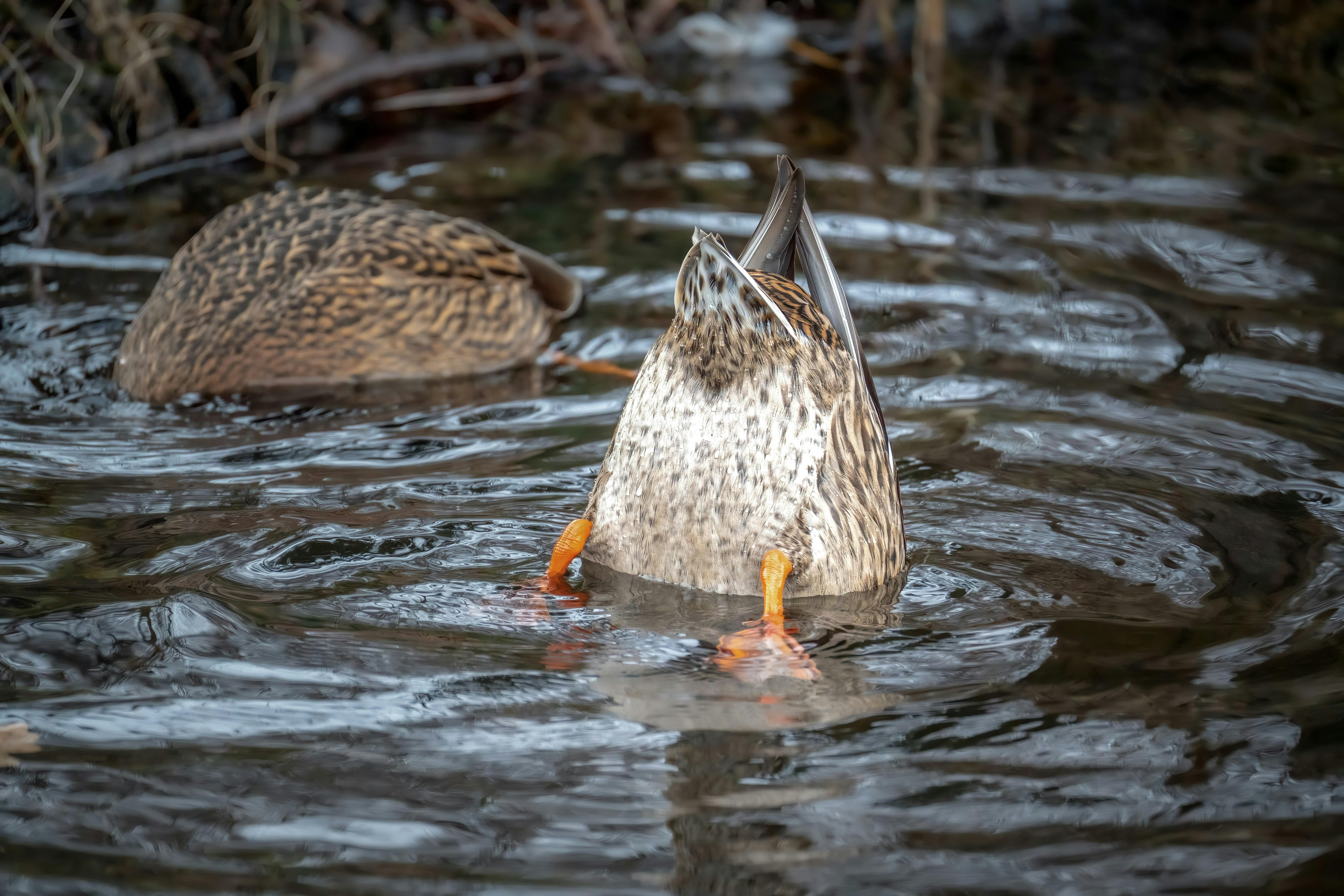 Ducks Diving Underwater in Tranquil Pond · Free Stock Photo