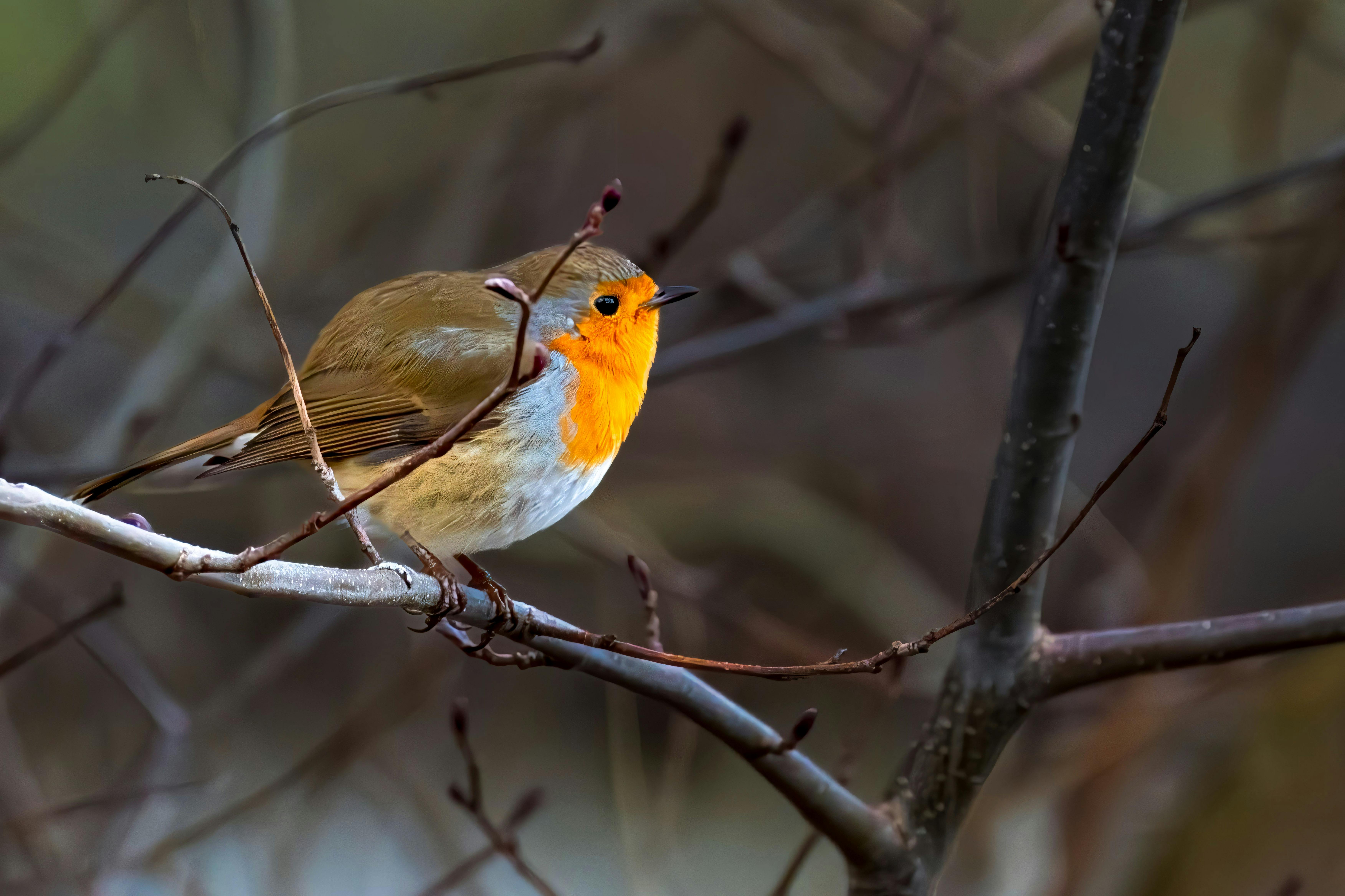 Robin Fly Photos, Download The BEST Free Robin Fly Stock Photos & HD Images