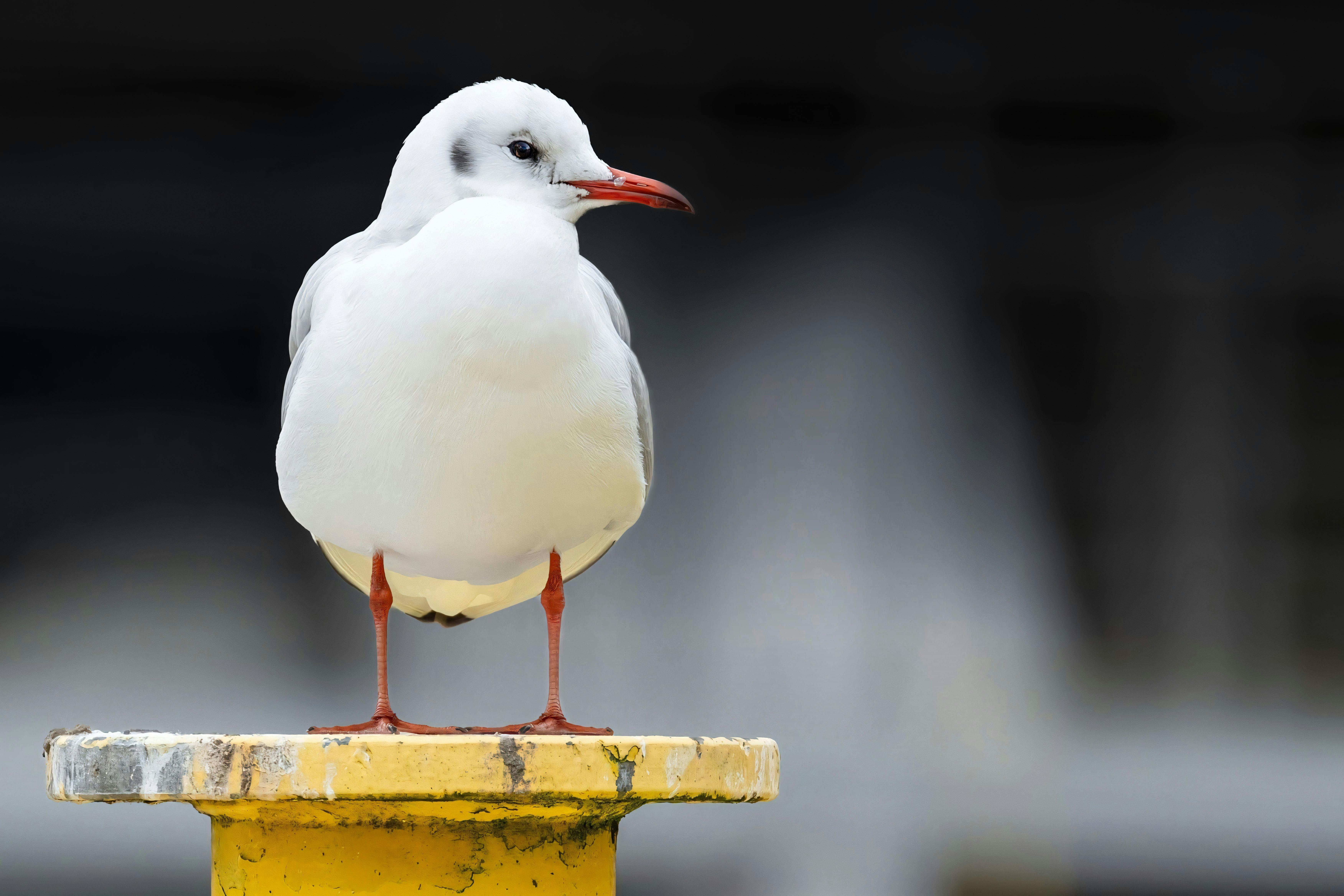 Elegant Seagull on a Yellow Post Perch · Free Stock Photo