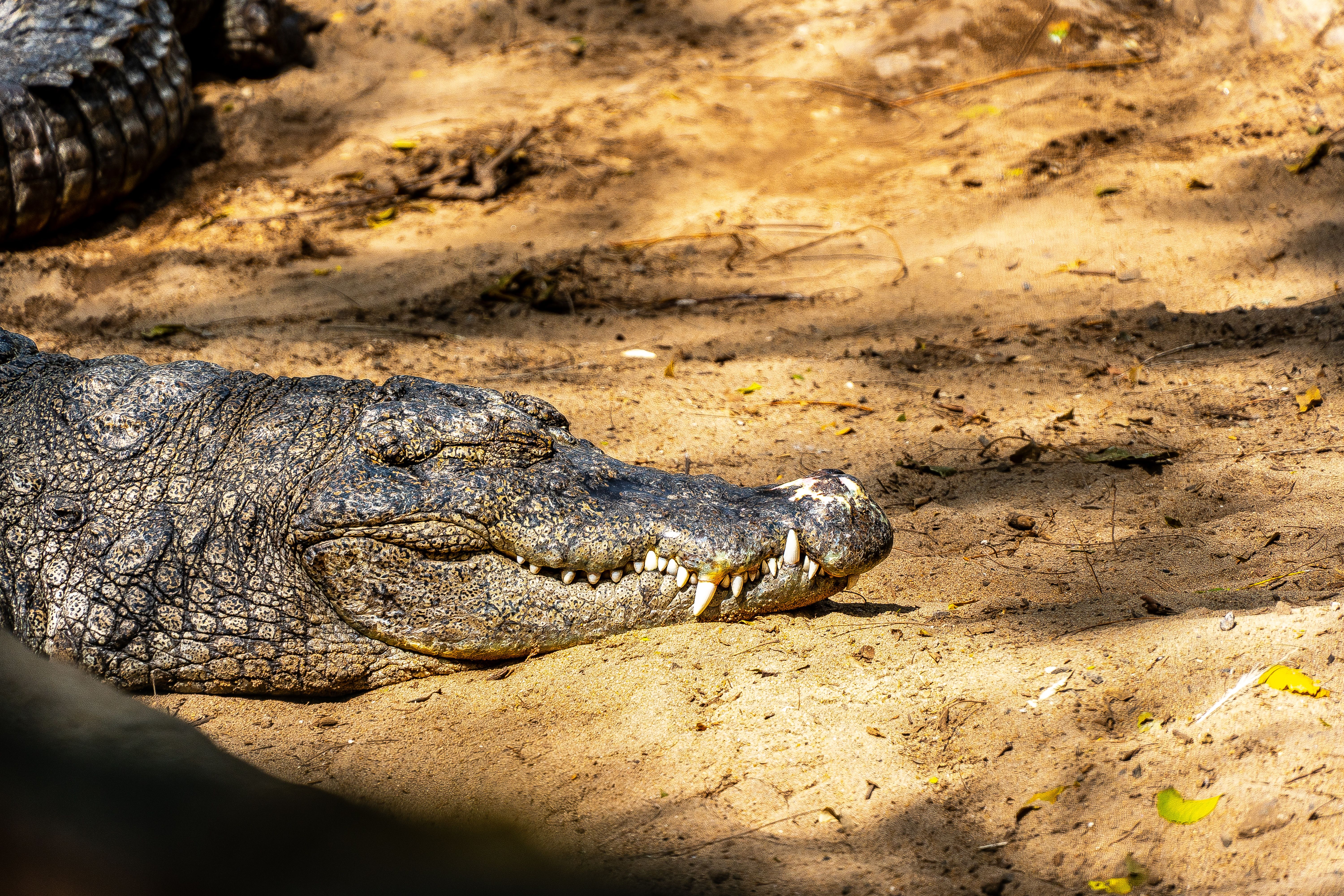 Resting Crocodile on Sunlit Sandy Ground · Free Stock Photo
