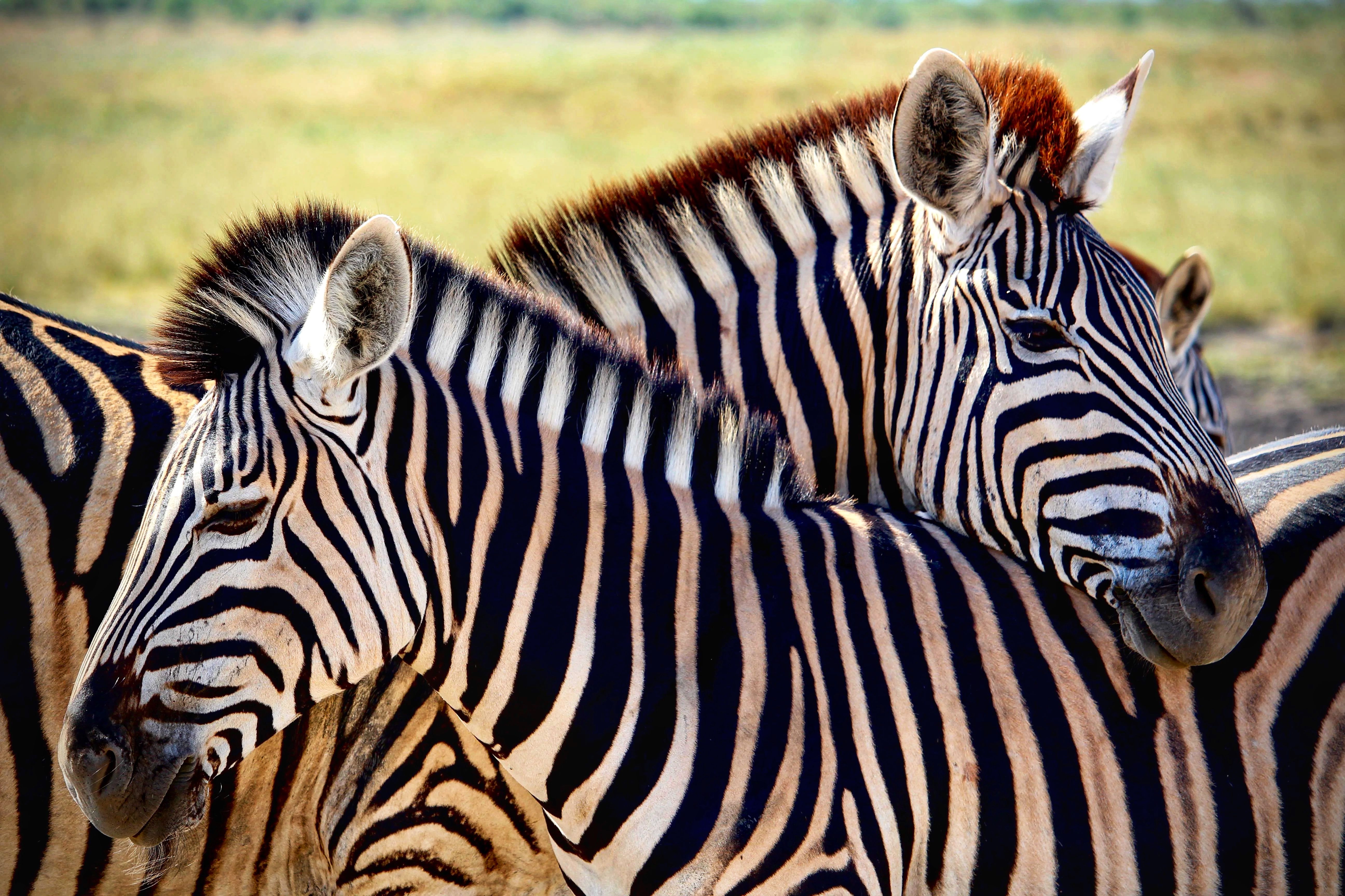 Close-up of Zebras in South African Wildlife · Free Stock Photo