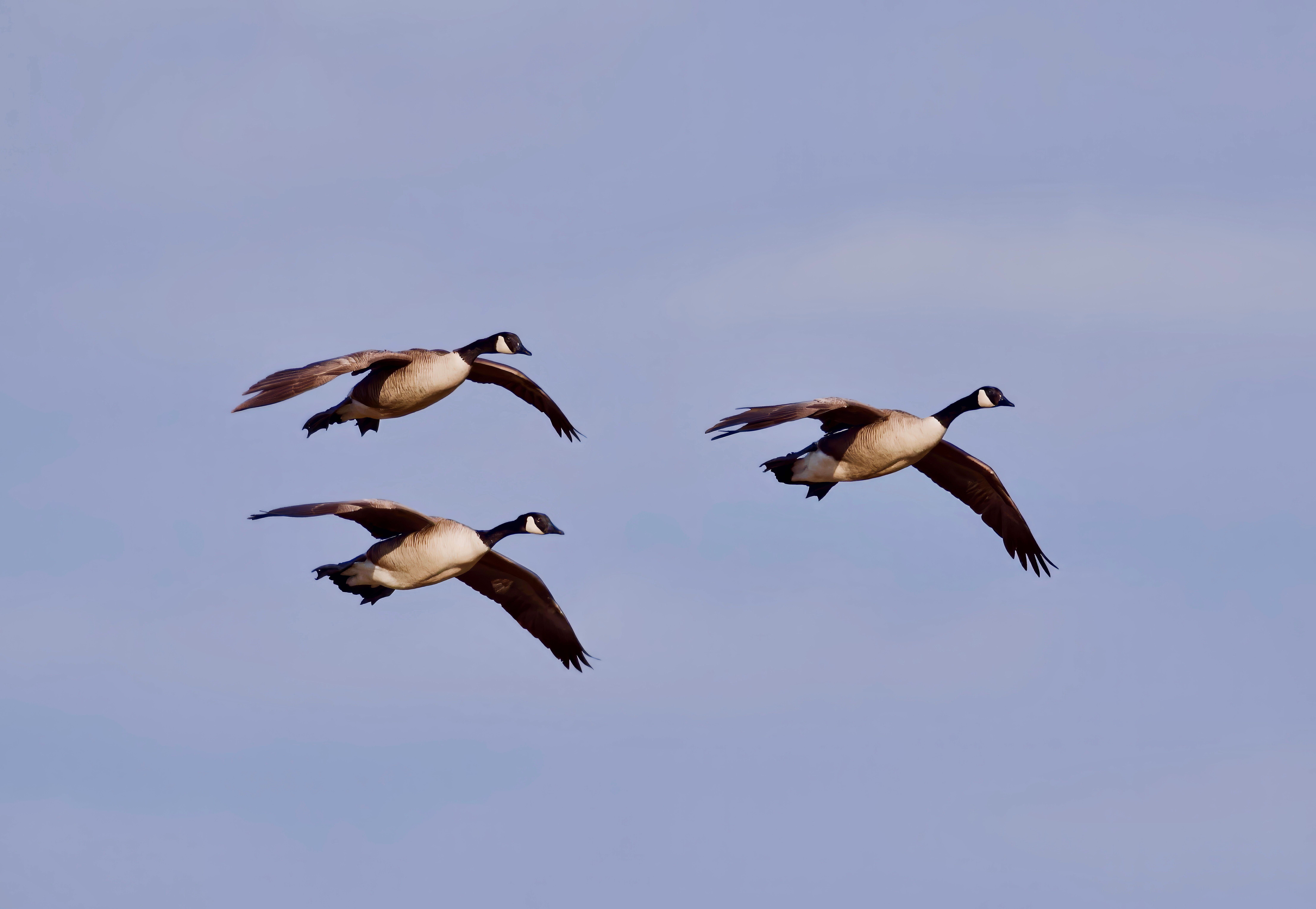 Tres Gansos Canadienses Volando En El Cielo Azul · Foto de stock gratuita