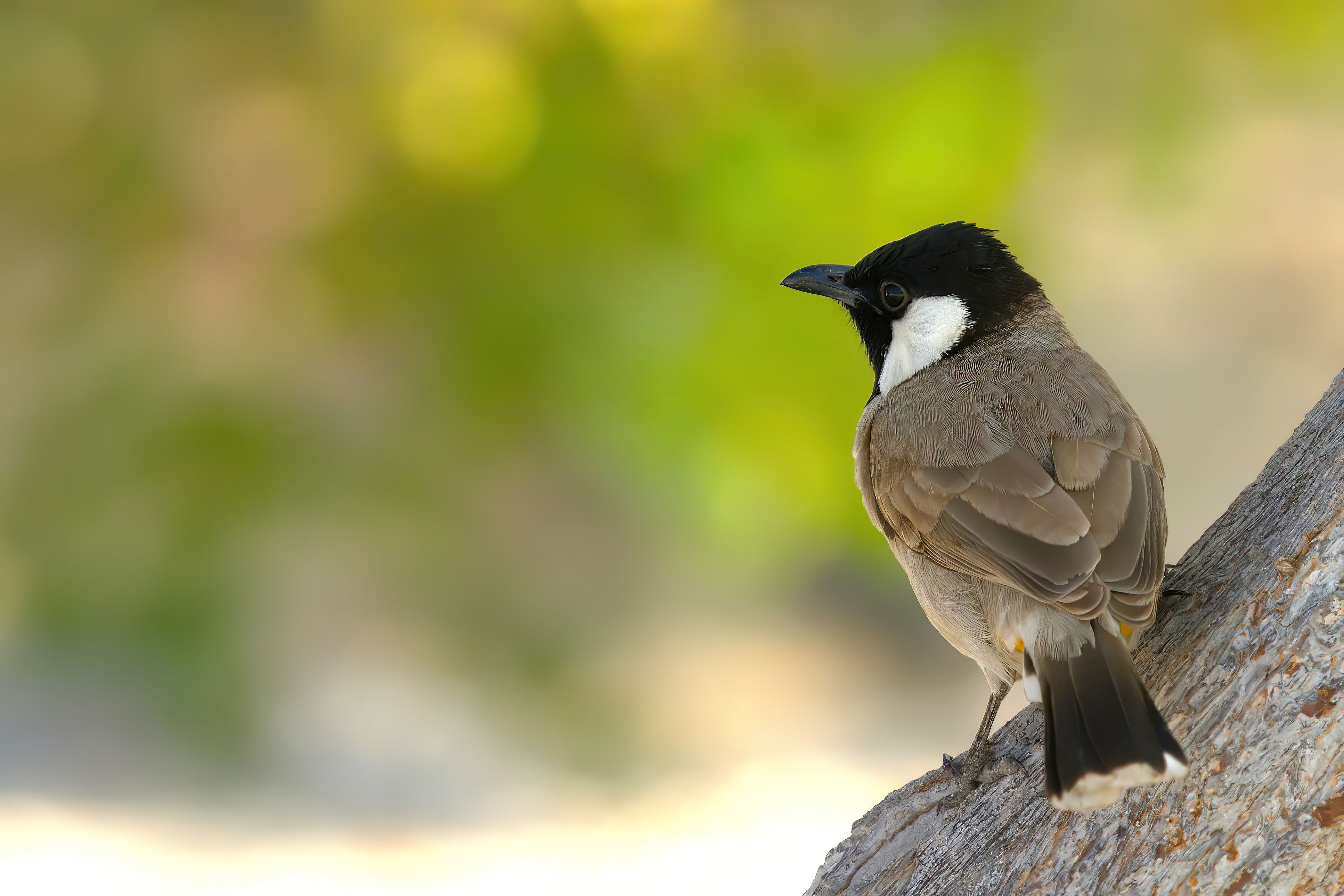White-Cheeked Bulbul Perched on Tree Branch · Free Stock Photo