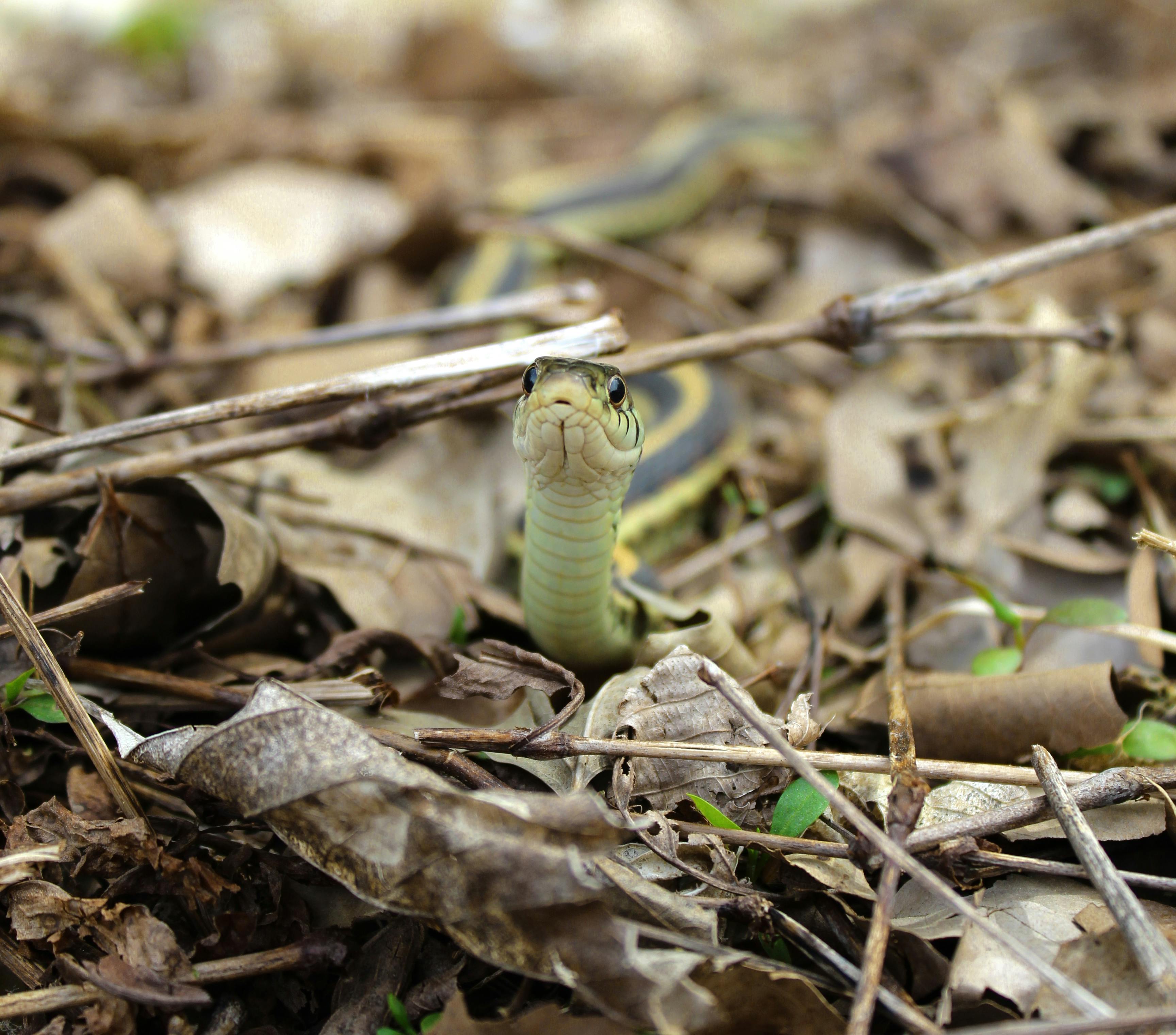 Assess And Observe Photos, Download The BEST Free Assess And Observe ...