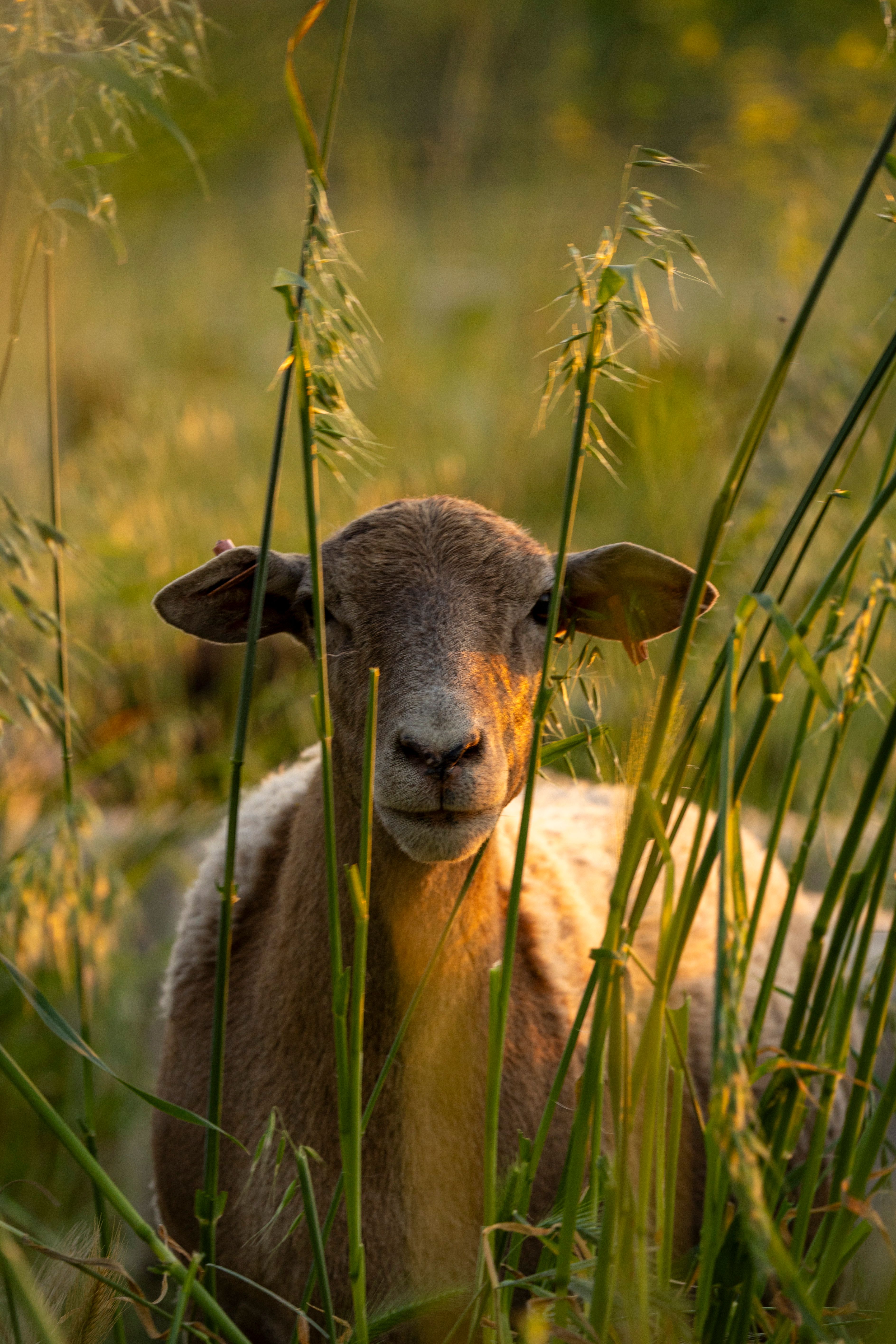 Ovejas Pastando Tranquilamente En Un Campo Iluminado Por El Sol · Foto ...