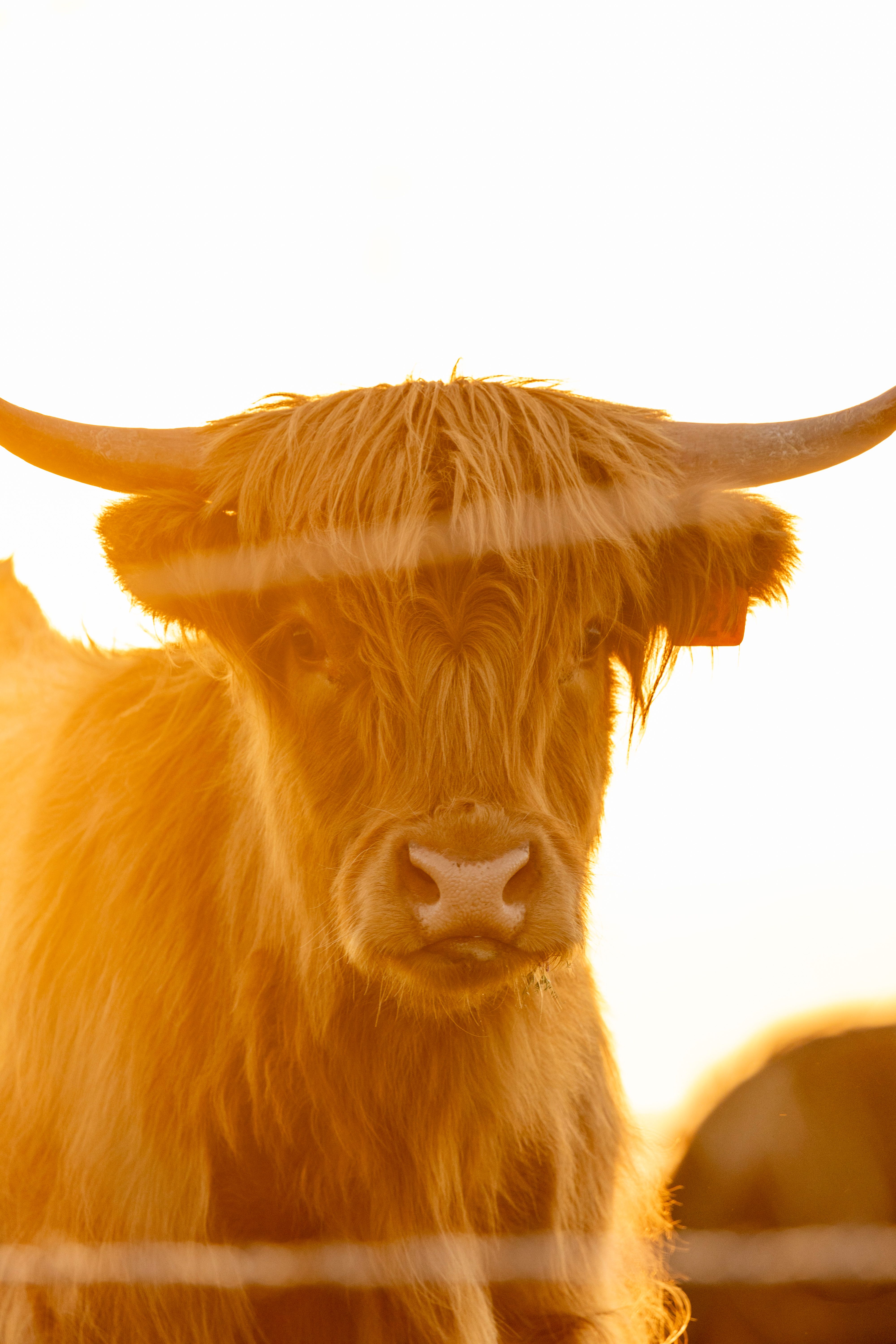 Highland Cow in Warm Sunlight · Free Stock Photo