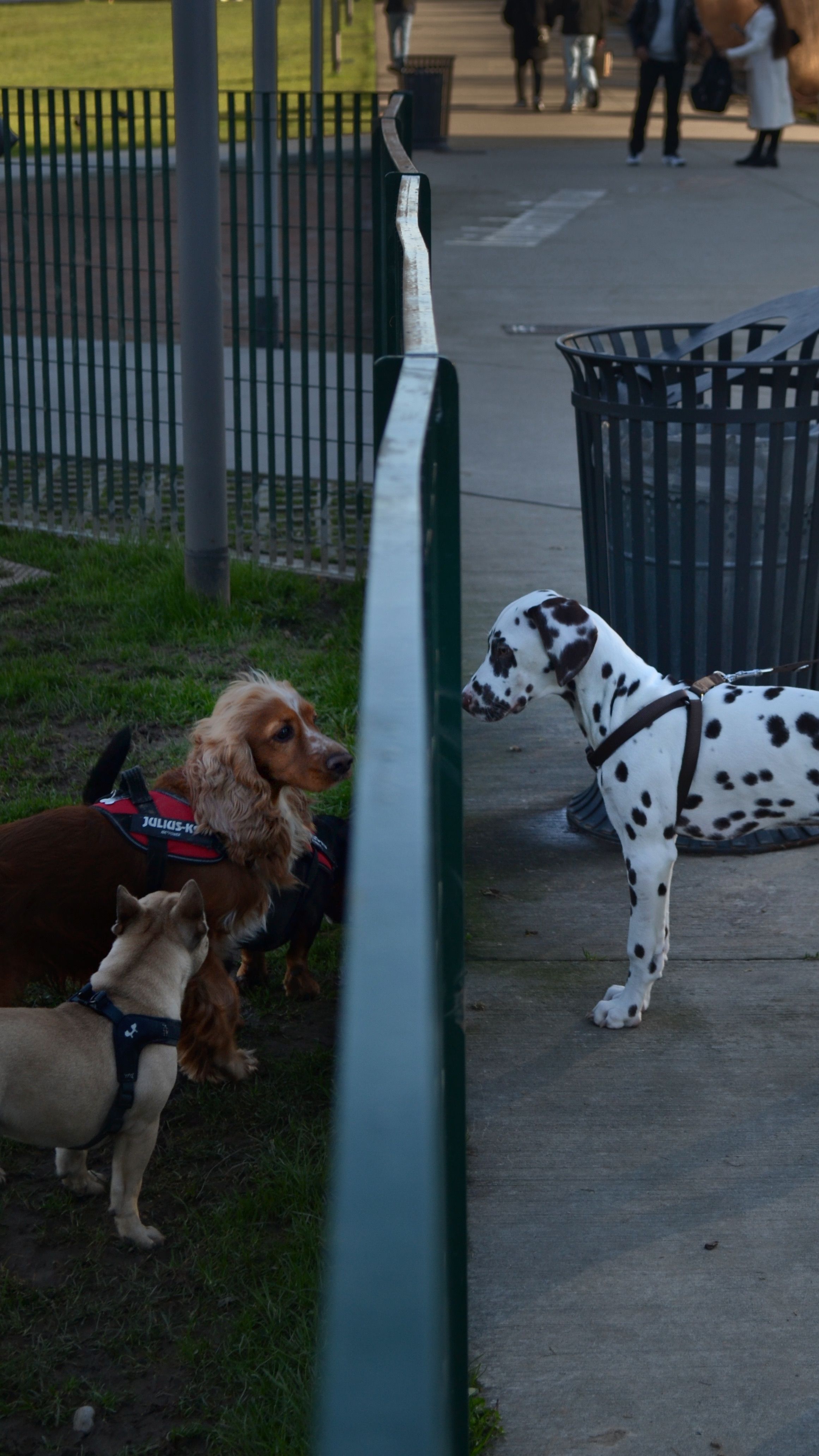 Friendly Dogs Meeting in Urban Park Setting · Free Stock Photo