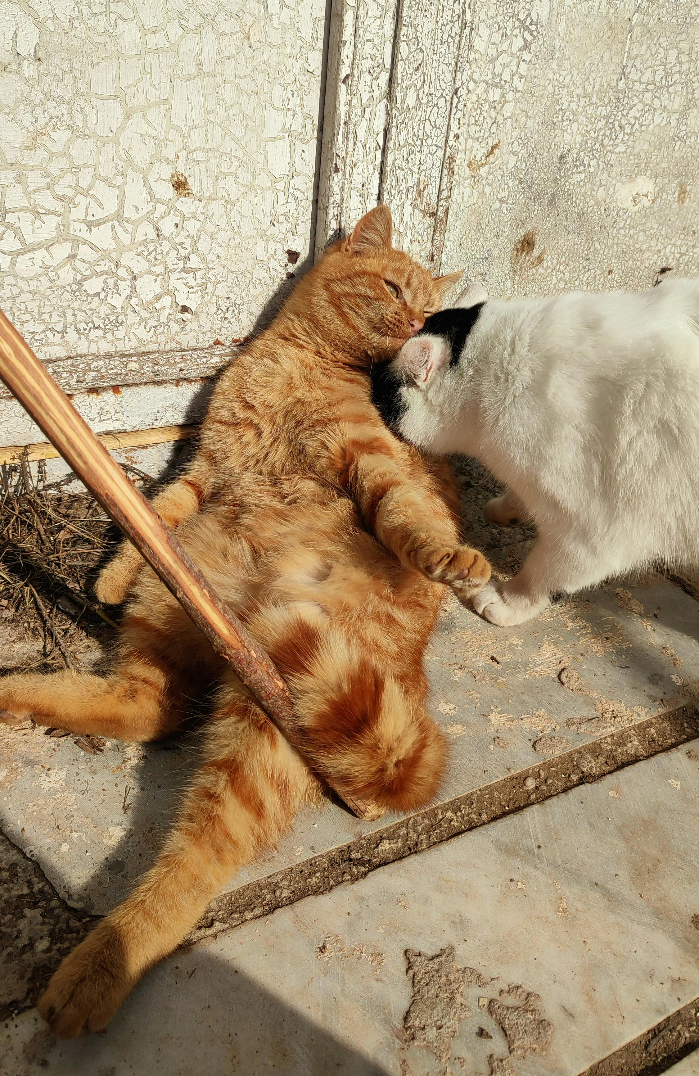 Relaxing Cats Sunbathing Outdoors · Free Stock Photo