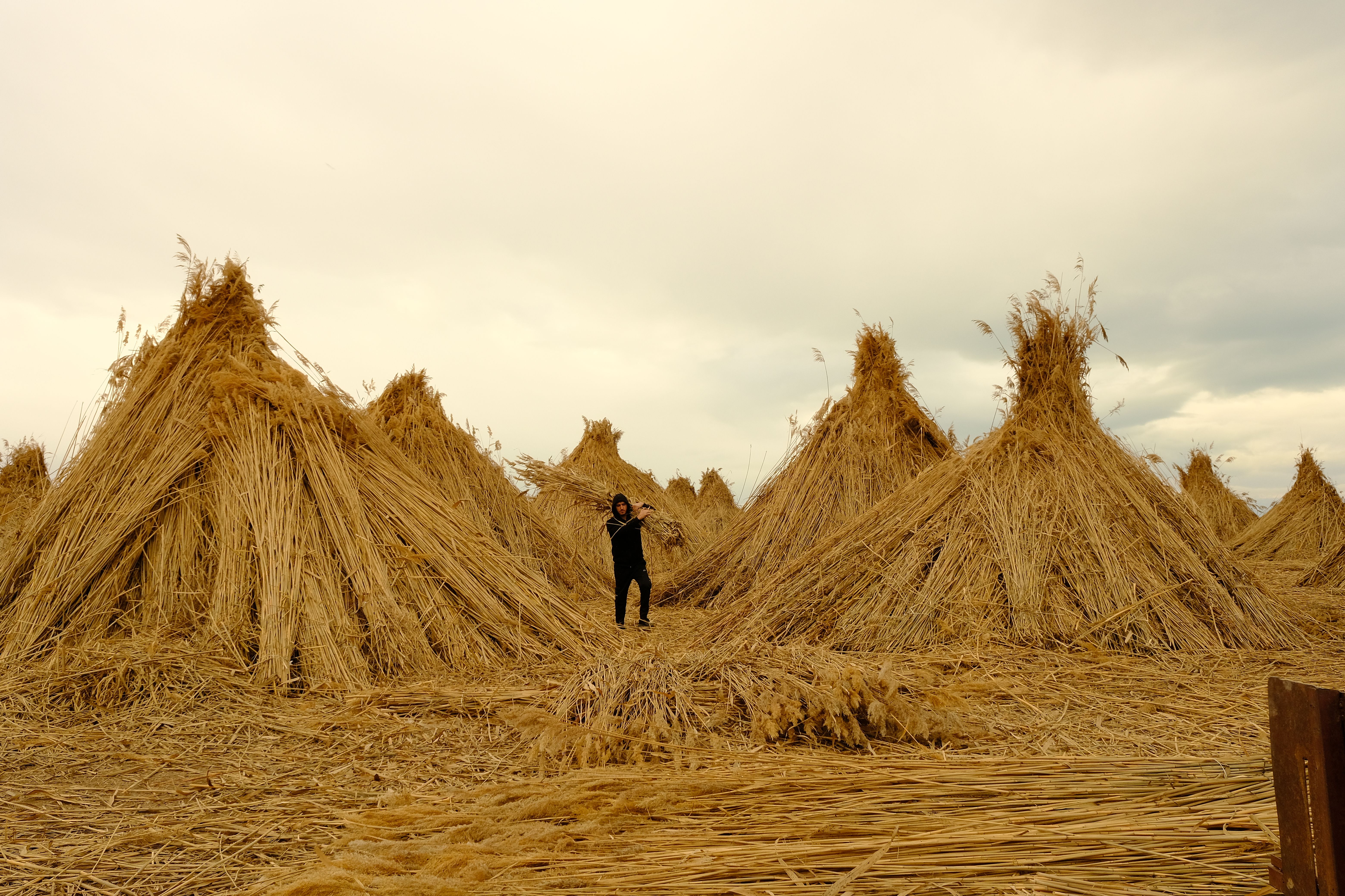 Traditional Harvest Scene with Straw Piles and Lone Violinist · Free ...