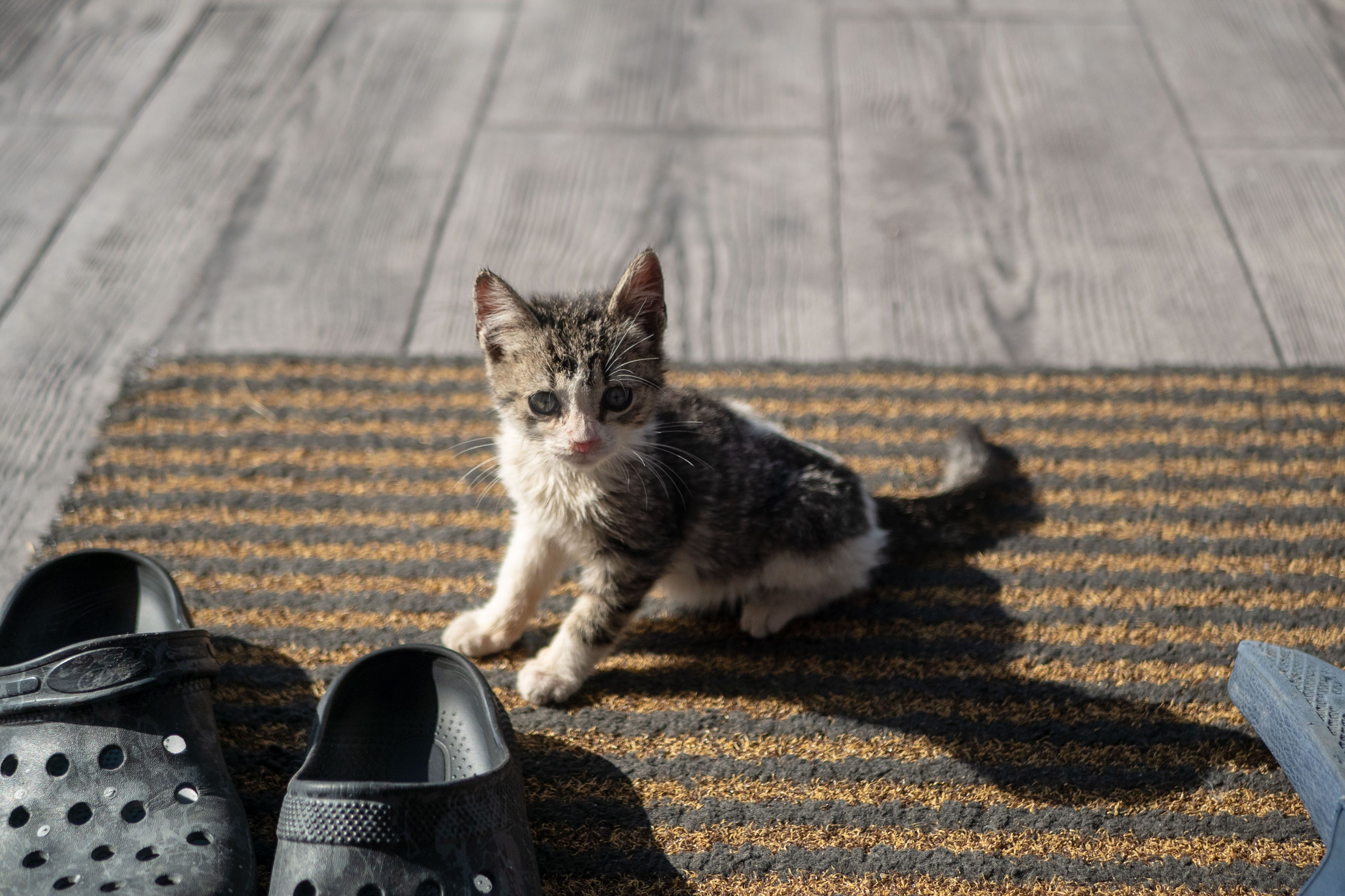 Adorable Kitten on Striped Carpet Indoors · Free Stock Photo
