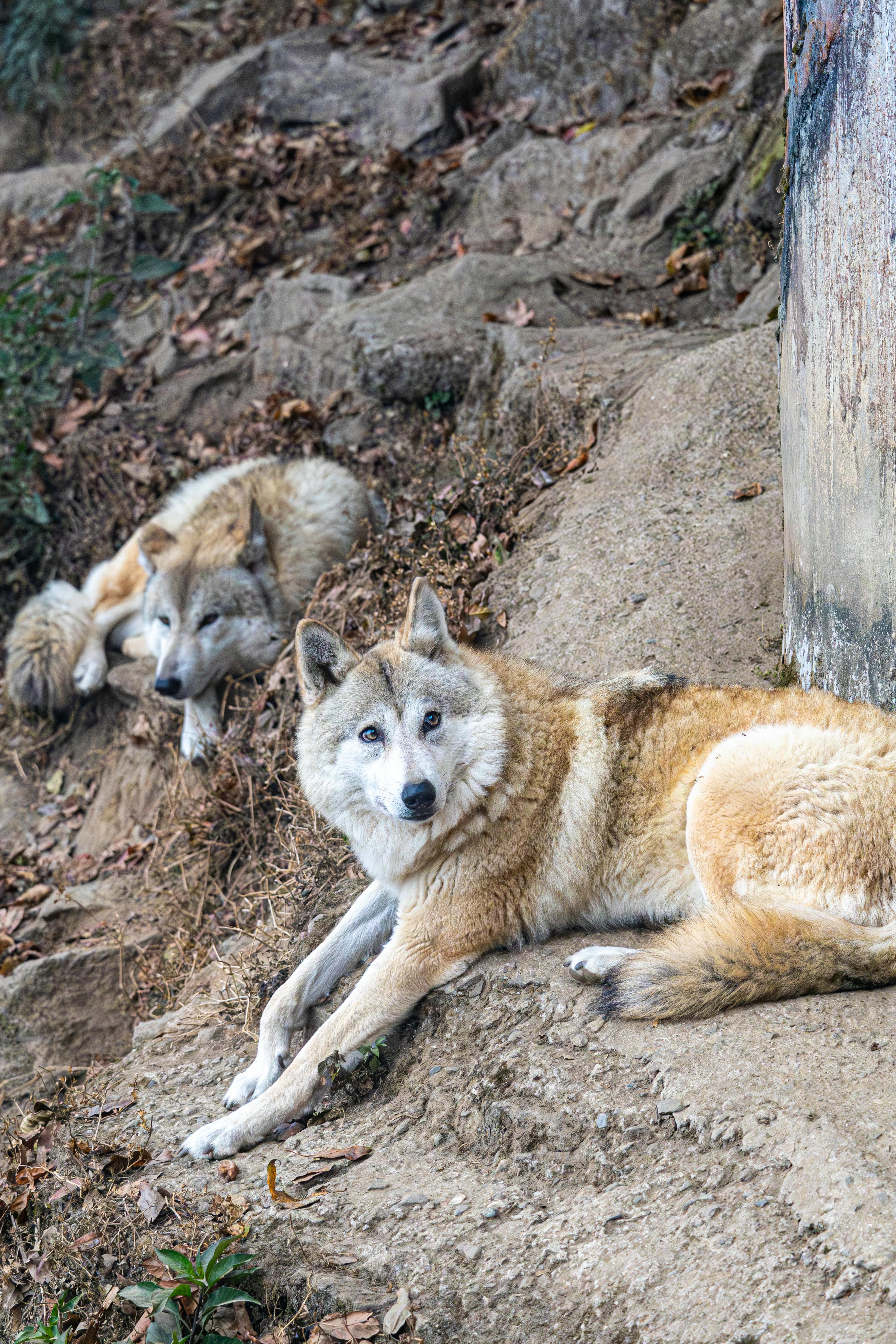 Captivating Wolves Resting in Natural Habitat · Free Stock Photo