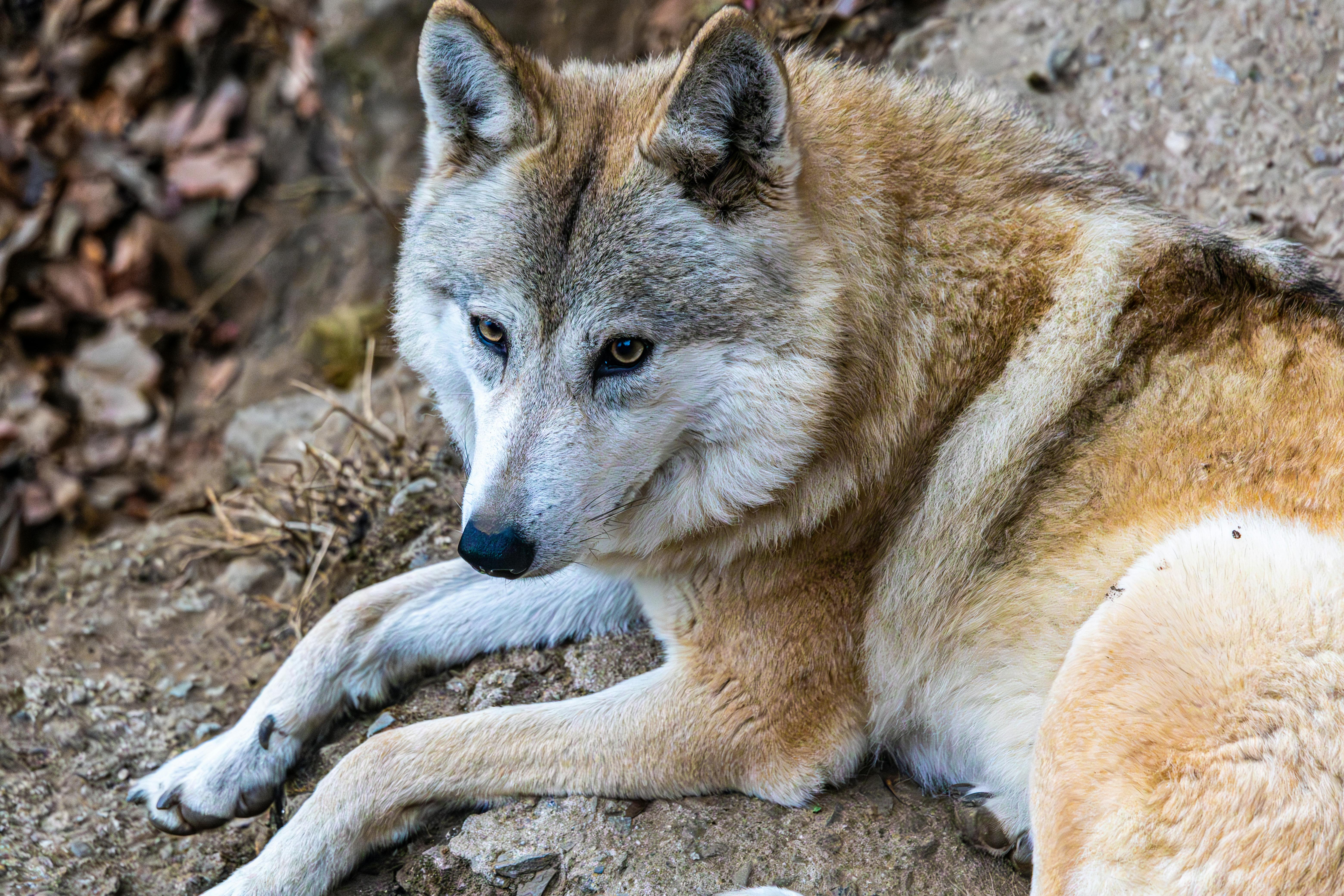 Portrait of a resting grey wolf in natural habitat · Free Stock Photo