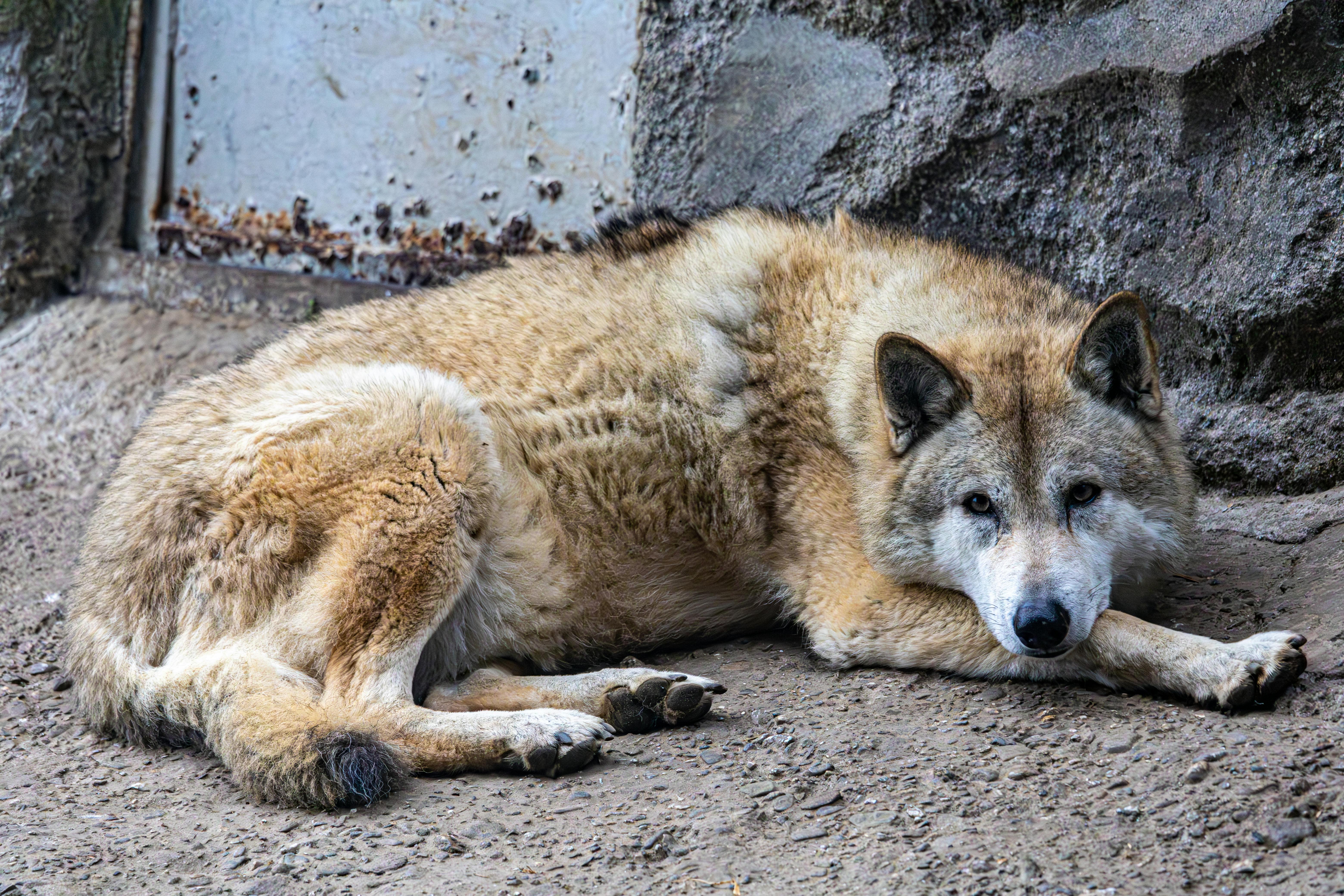 Tan Wolf on Flower Field during Daytime · Free Stock Photo