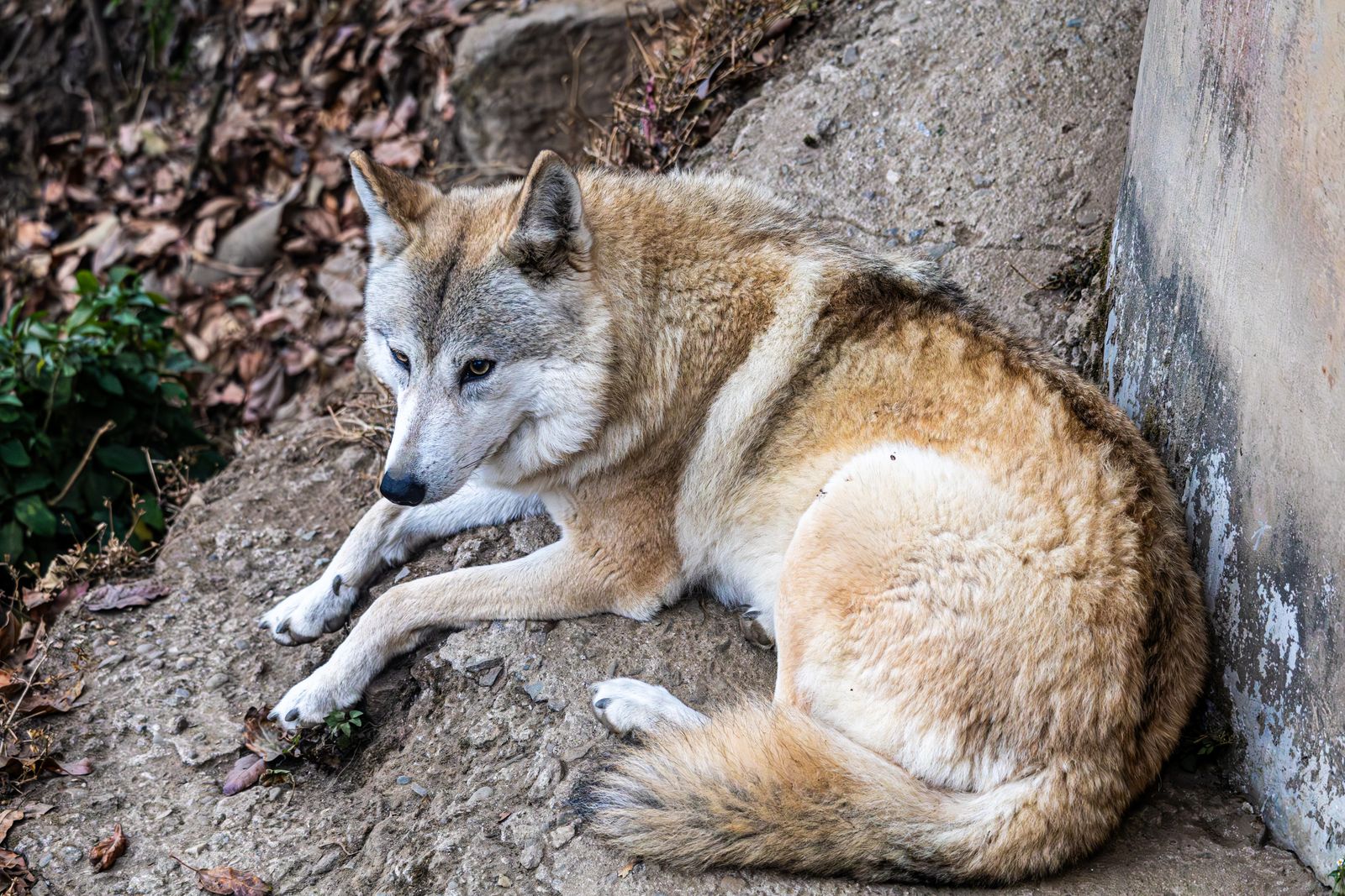 Maned Wolf Photos, Download The BEST Free Maned Wolf Stock Photos & HD ...