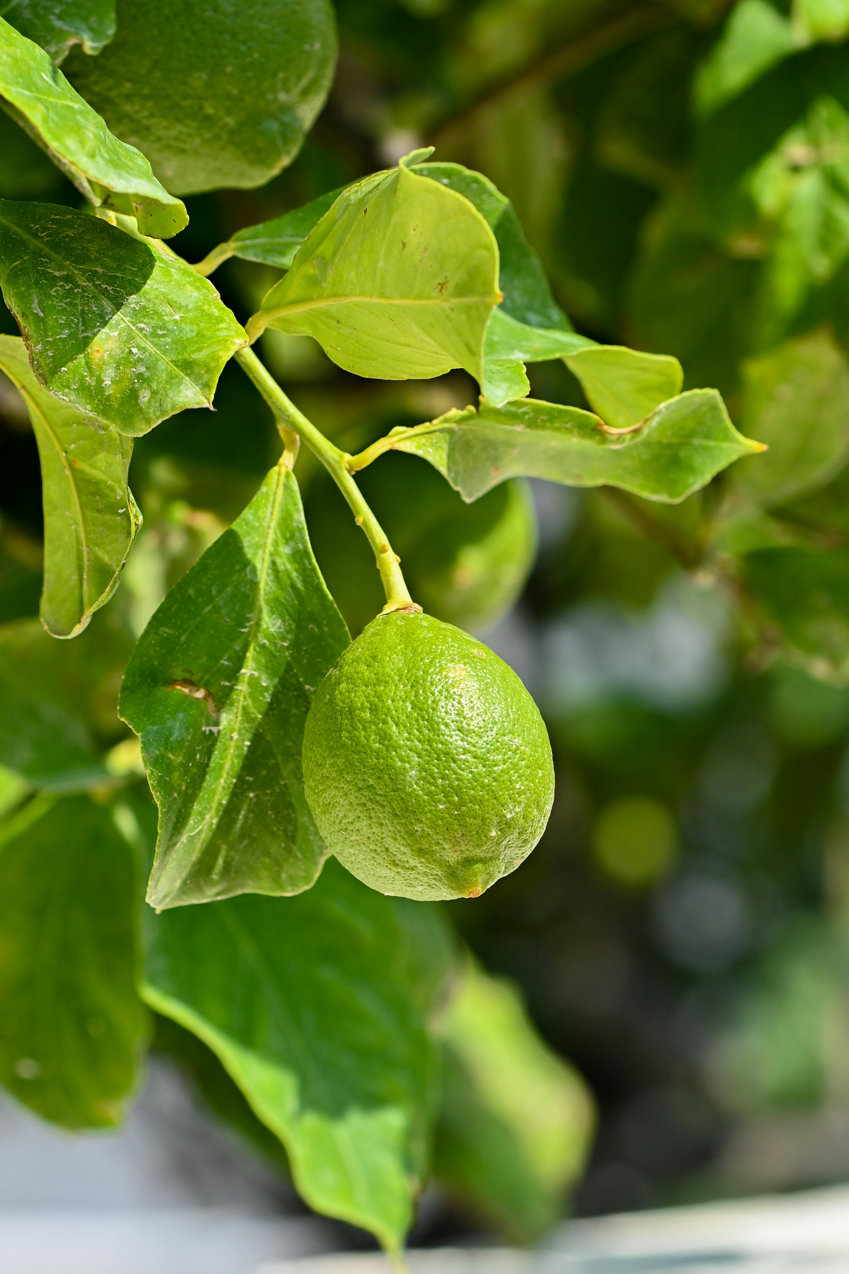 Edible Tree Photos, Download The BEST Free Edible Tree Stock Photos ...