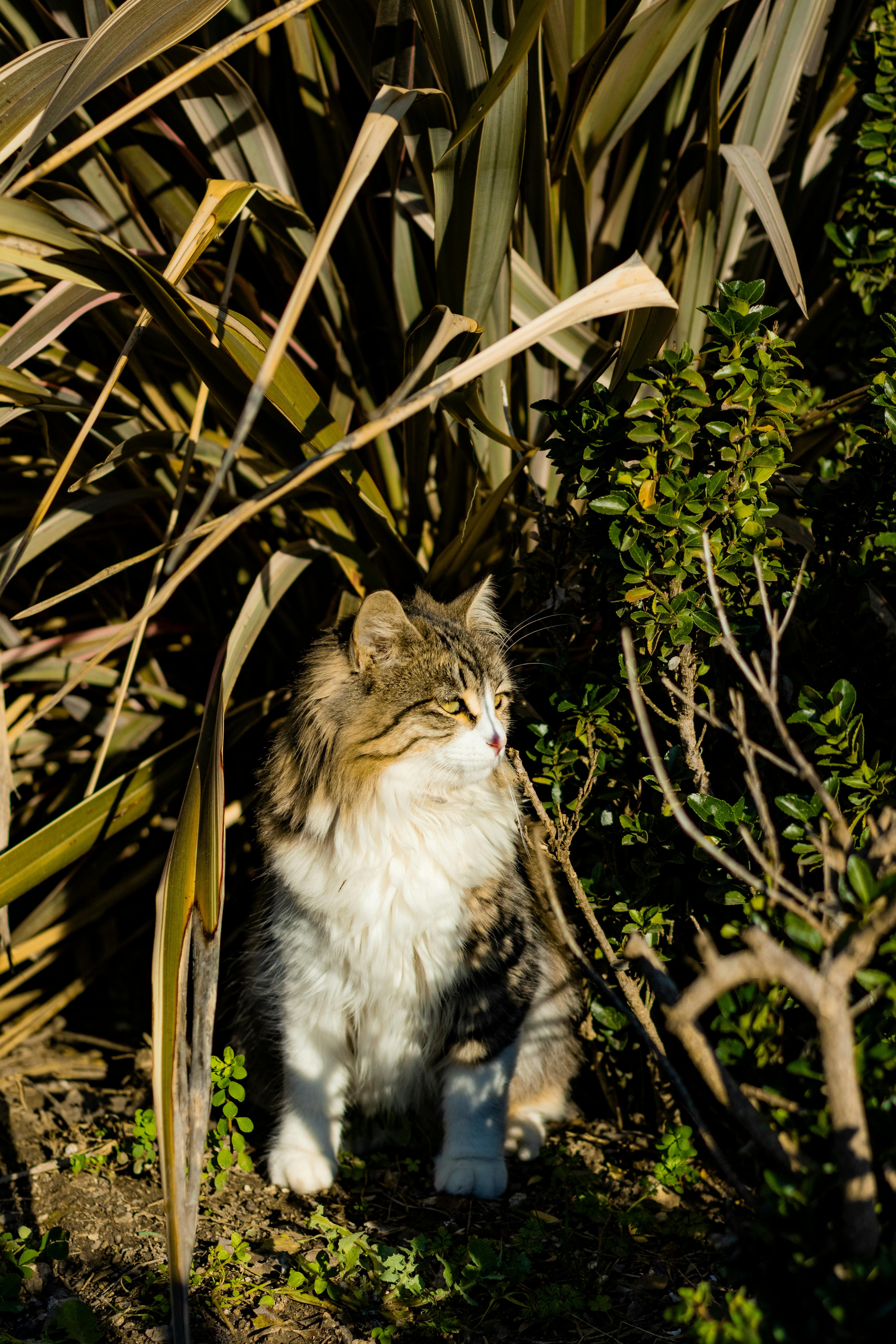 Kedi+Resim+Boyama Photos, Download The BEST Free Kedi+Resim+Boyama ...