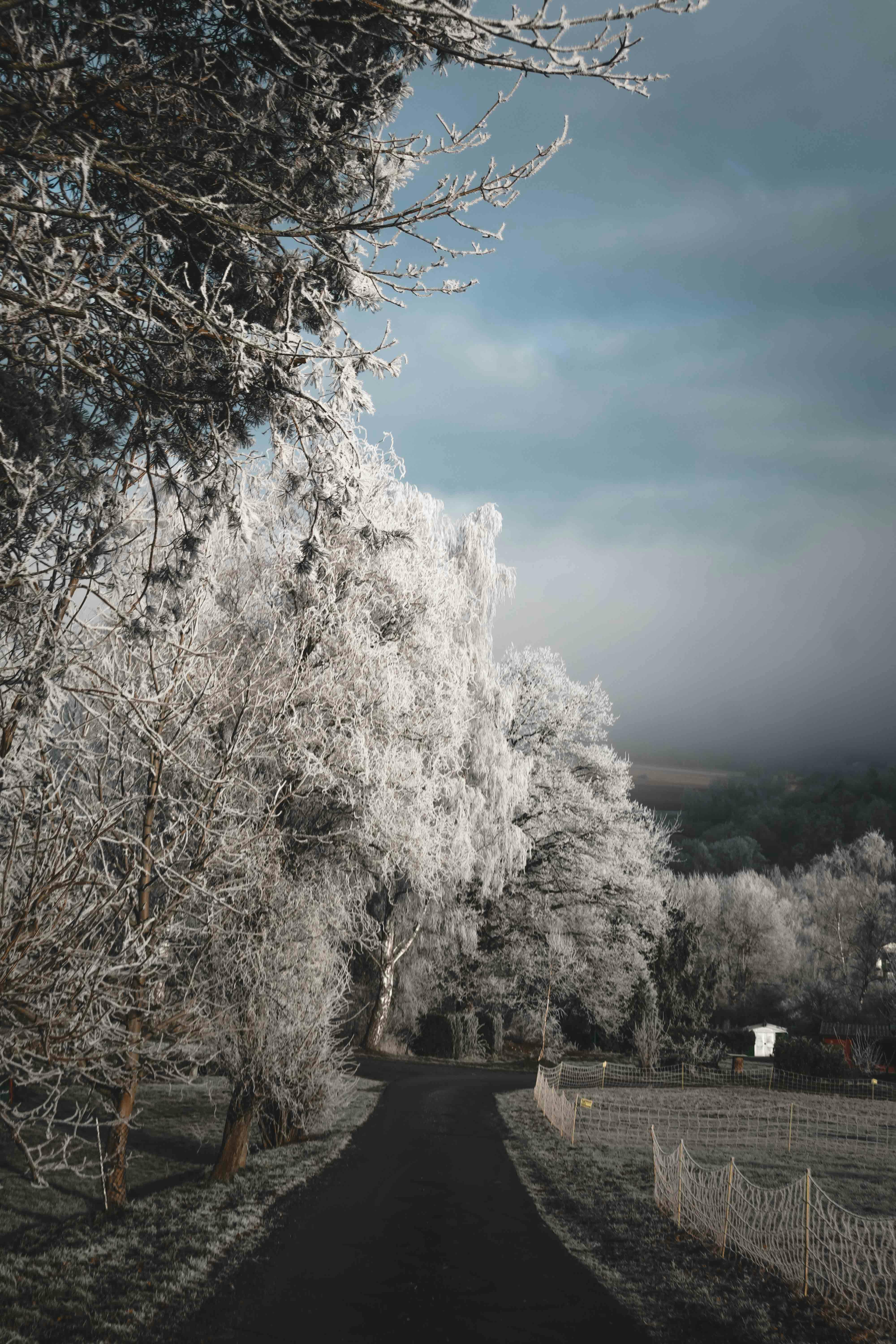Serene Winter Pathway Through Frosted Forest · Free Stock Photo