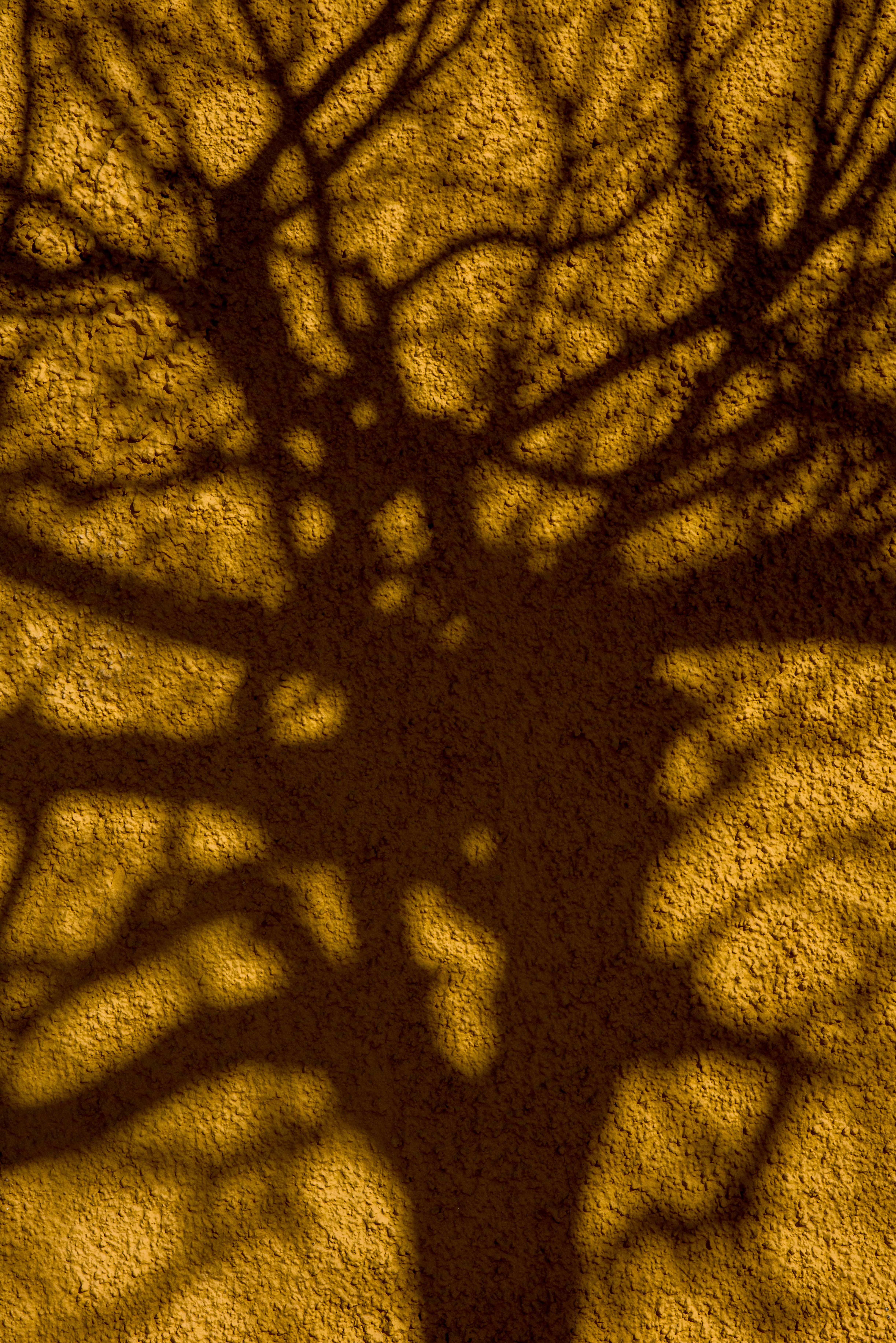 Abstract Shadow of Tree Branches on Wall · Free Stock Photo