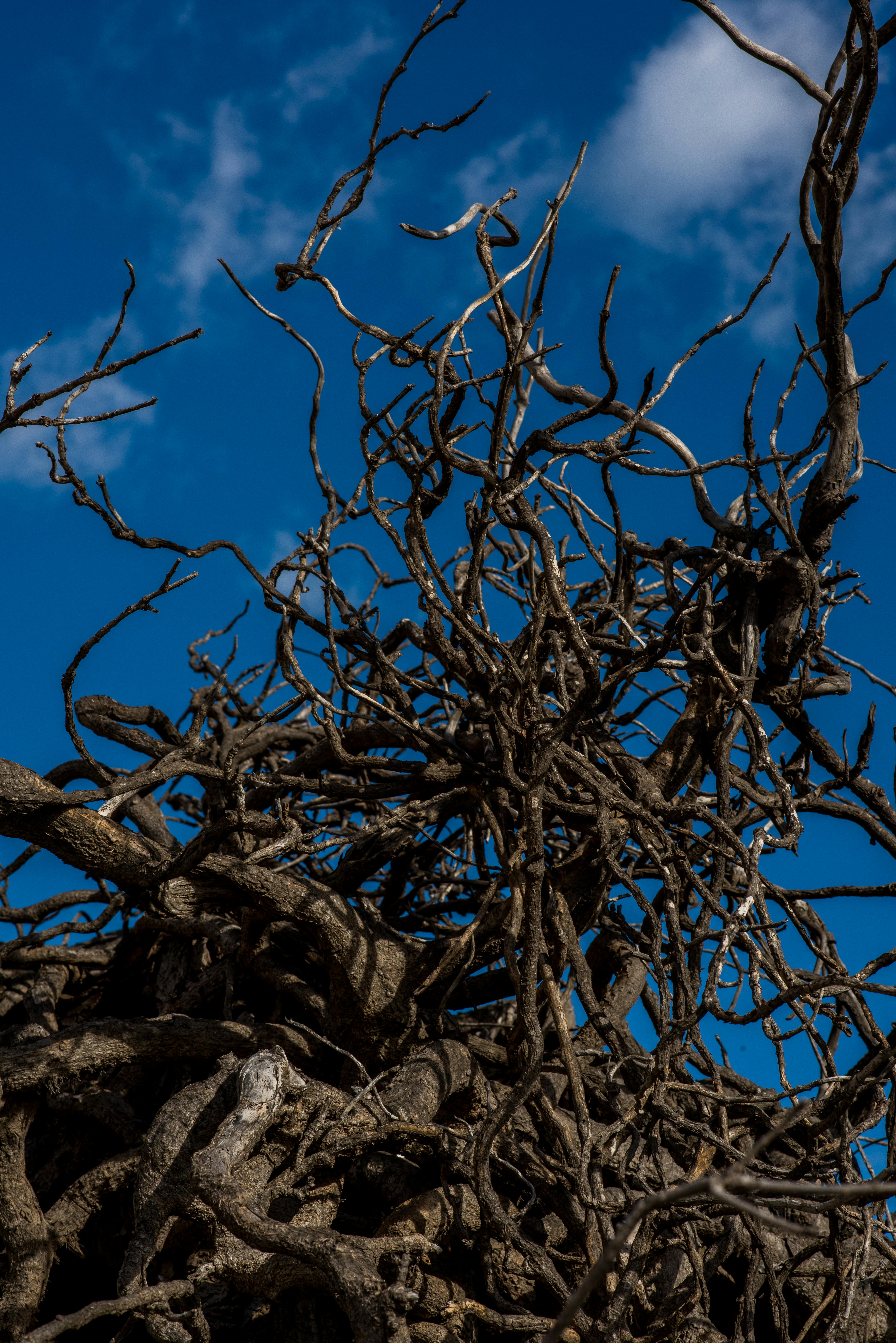 Dramatic Entwined Wooden Branches Against Blue Sky · Free Stock Photo