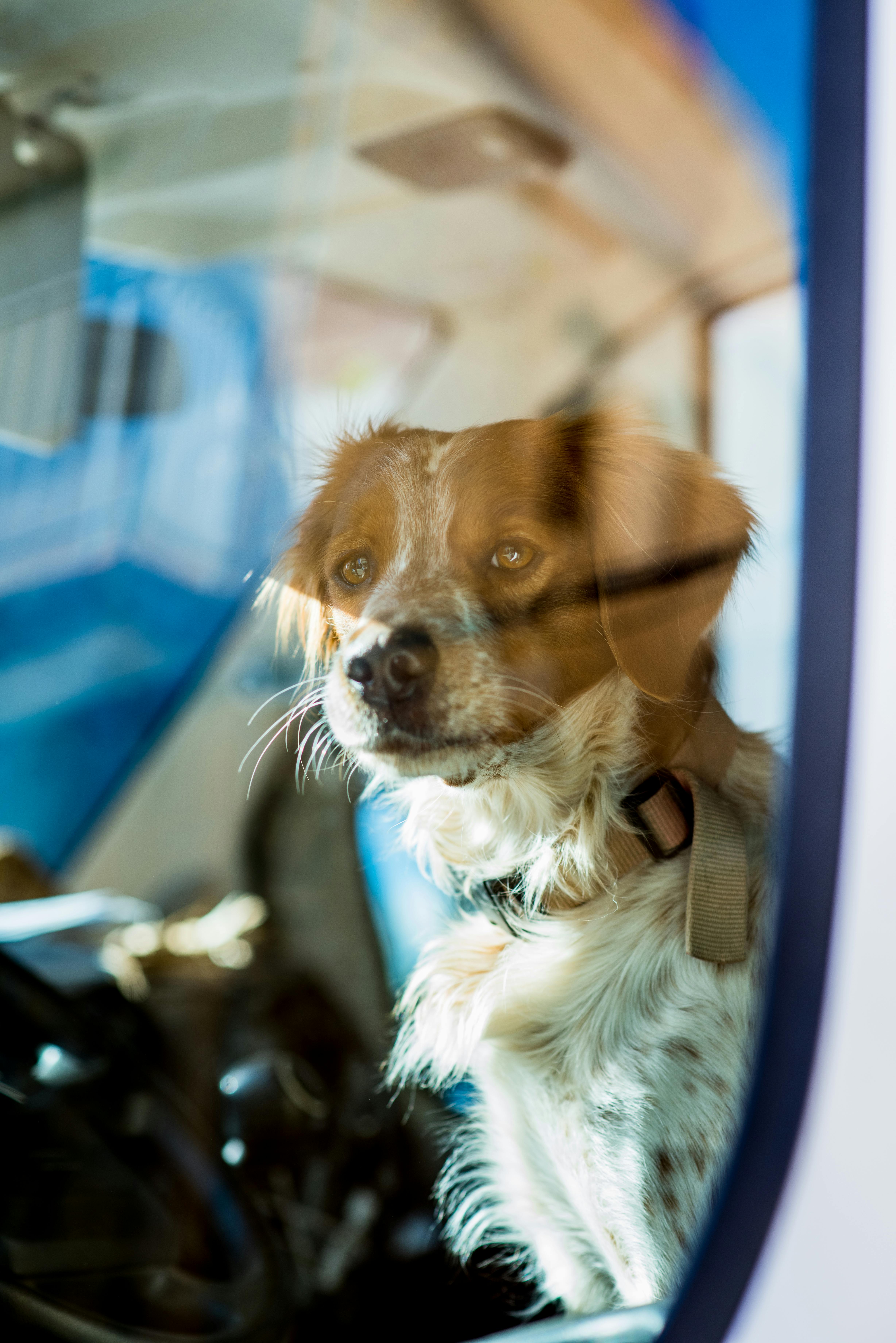 Adorable Dog Sitting Inside Vehicle Interior · Free Stock Photo