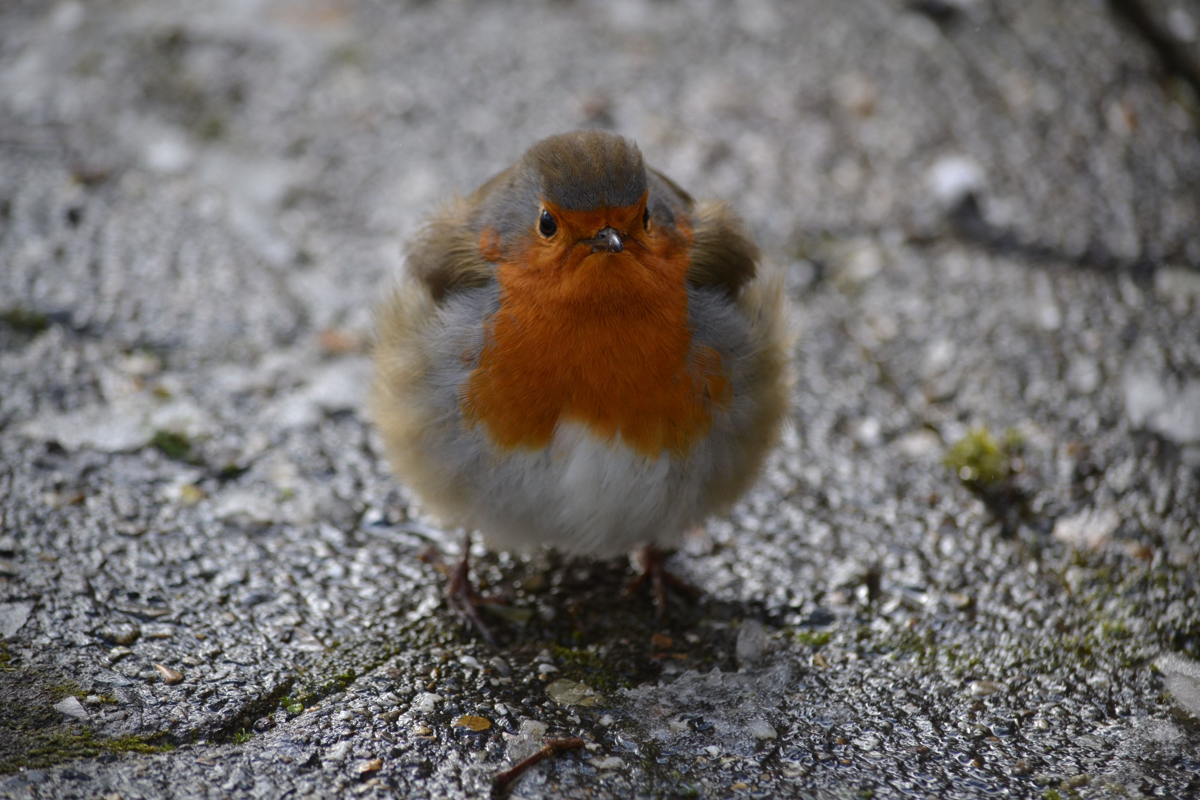 Charming European Robin on a Stone Pathway · Free Stock Photo