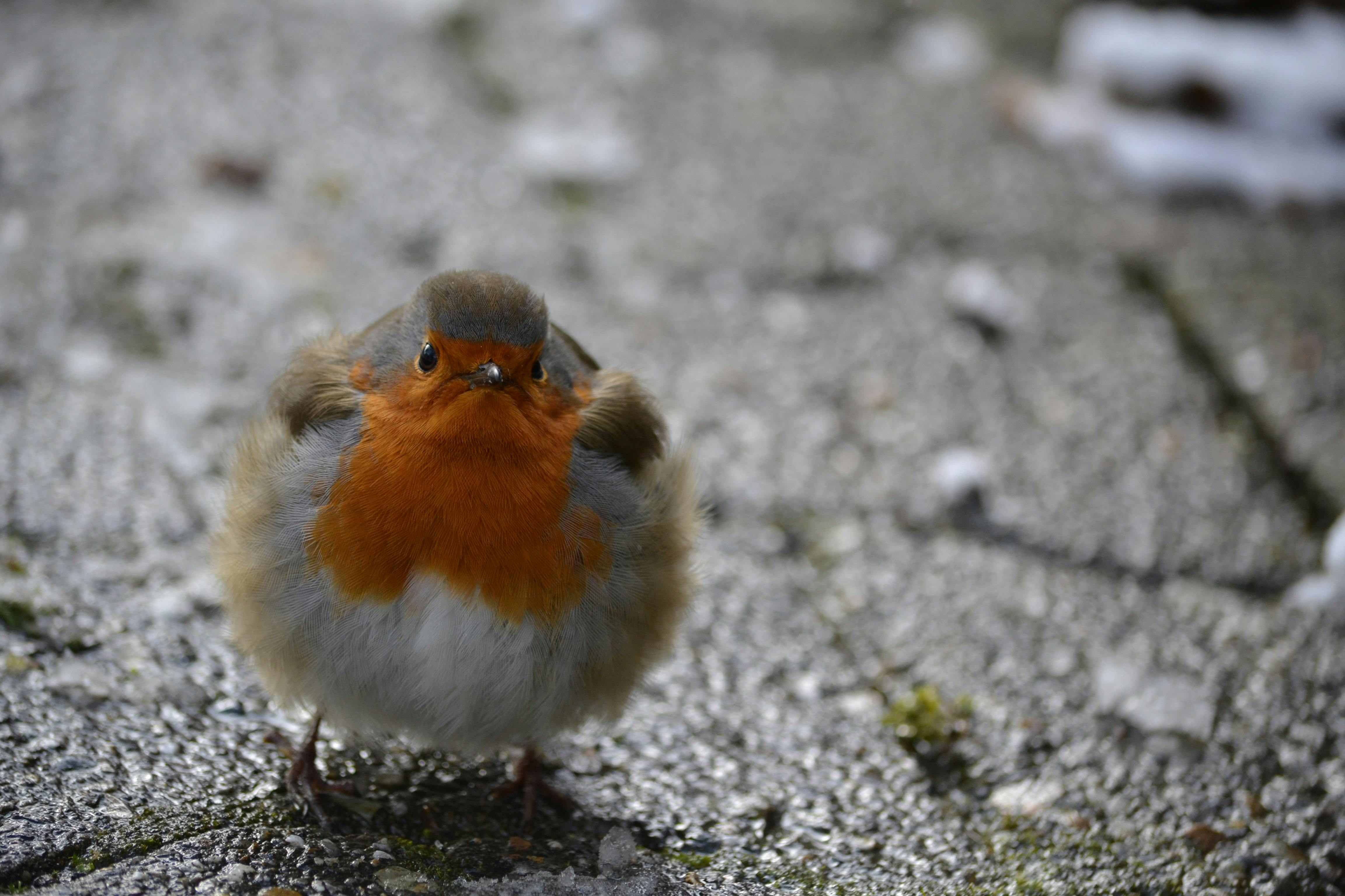 European Robin on Winter Ground in Germany · Free Stock Photo