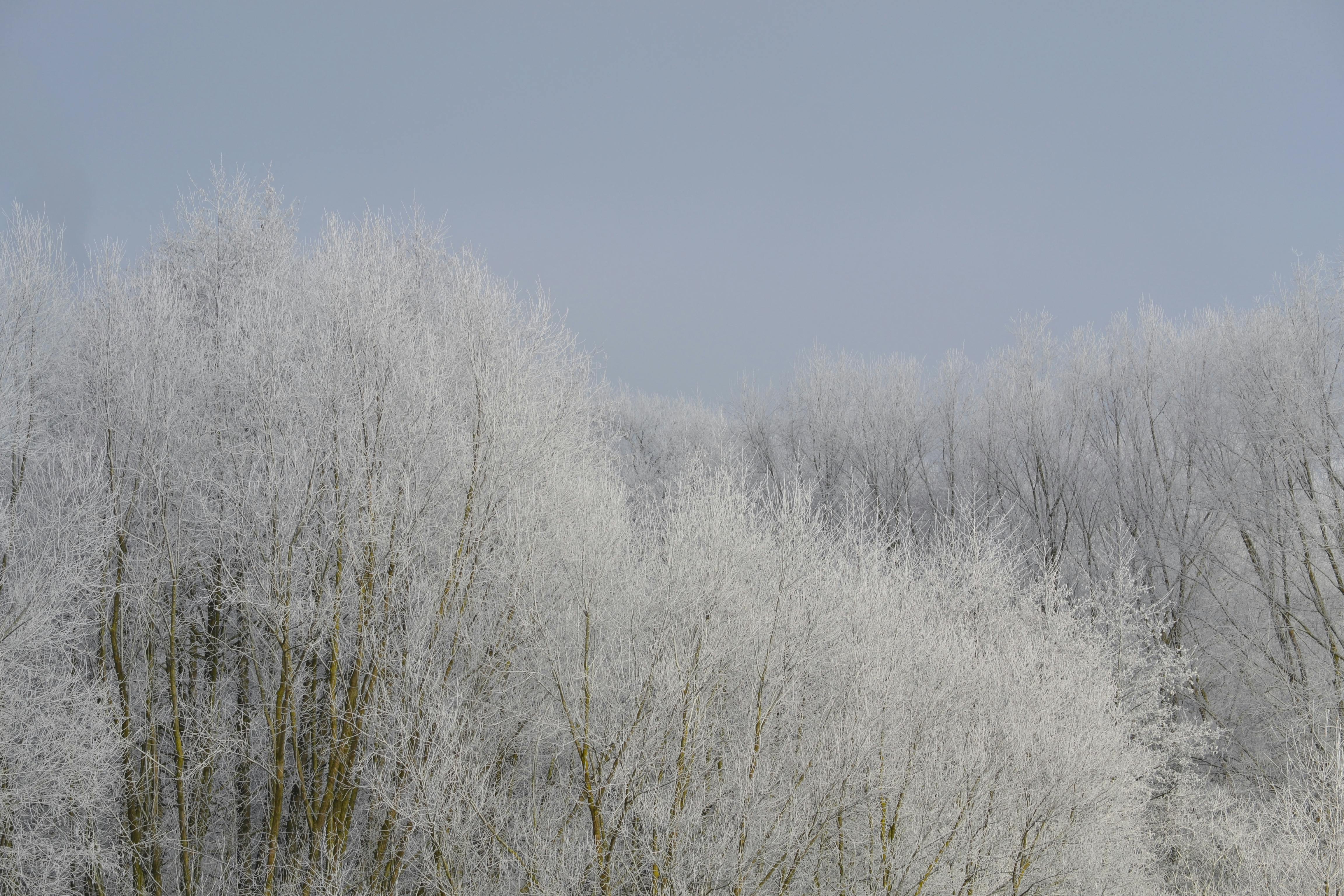 Frosty Winter Landscape in Kassel, Germany · Free Stock Photo